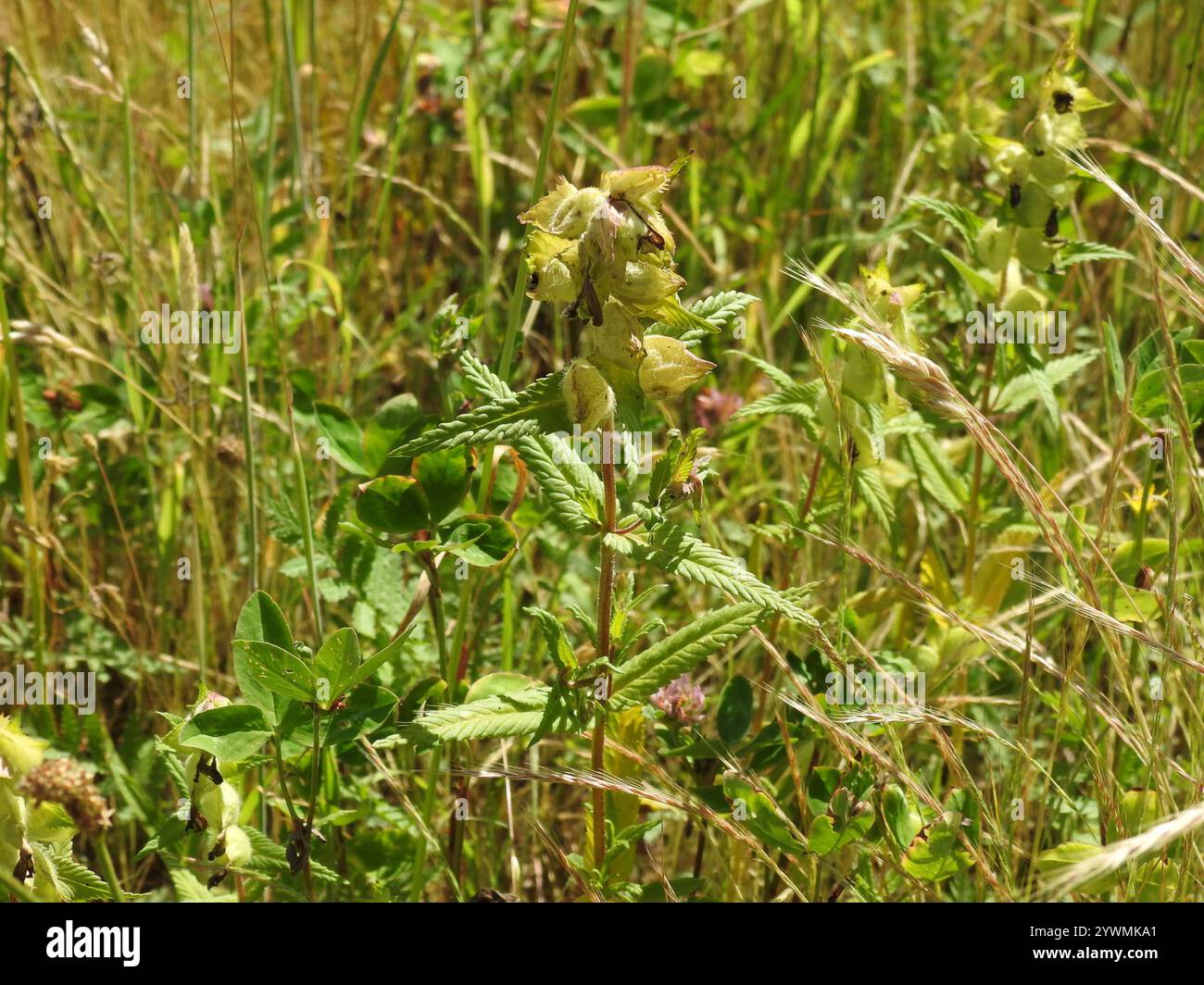 Greater Yellow Rattle (Rhinanthus alectorolophus Stock Photo - Alamy