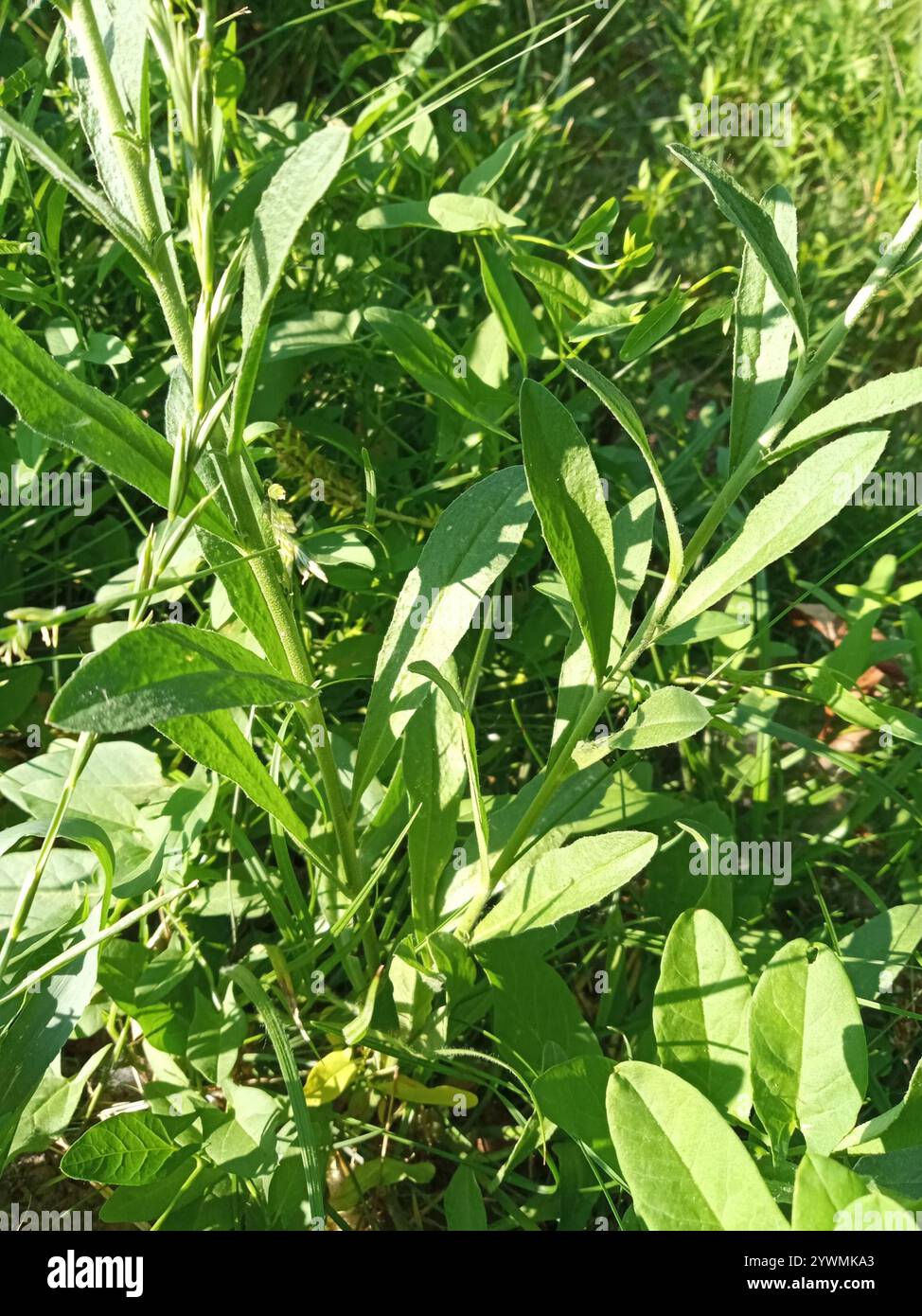 hoary alyssum (Berteroa incana Stock Photo - Alamy