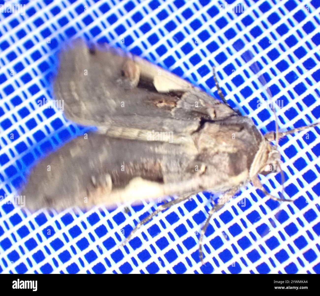 Setaceous Hebrew Character (Xestia c-nigrum Stock Photo - Alamy