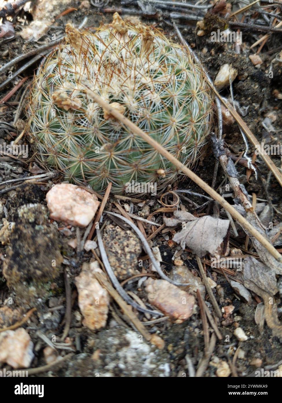 Mountain Ball Cactus (Pediocactus simpsonii Stock Photo - Alamy