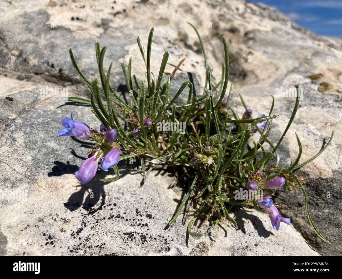 Cary's Beardtongue (Penstemon caryi Stock Photo - Alamy