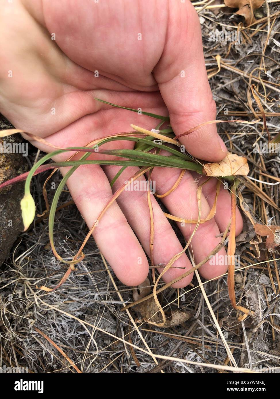 Textile onion (Allium textile Stock Photo - Alamy