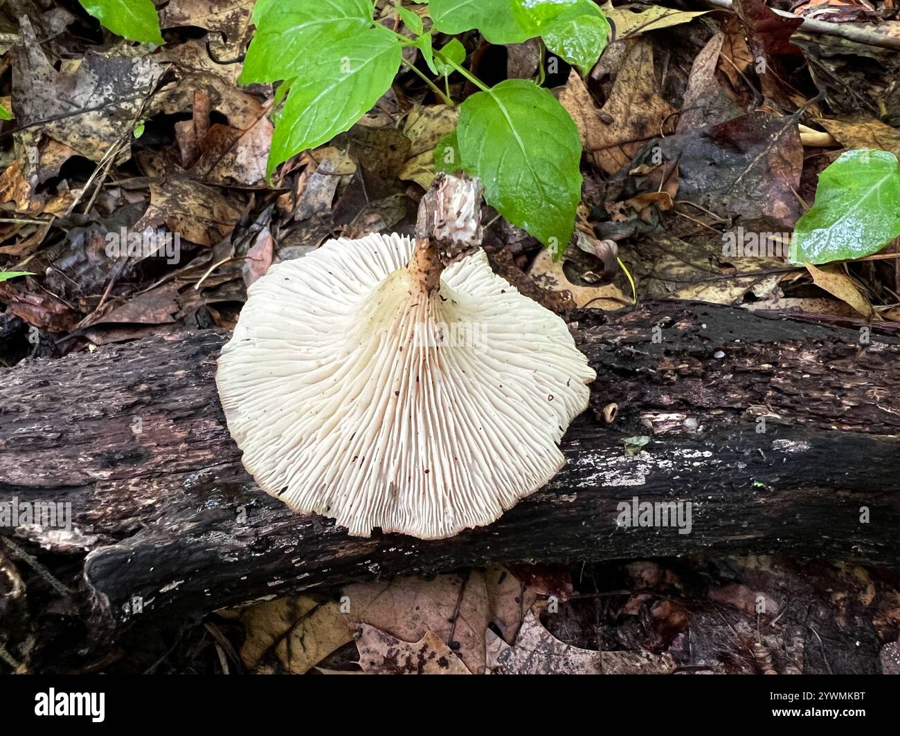 Lilac oysterling (Panus conchatus Stock Photo - Alamy