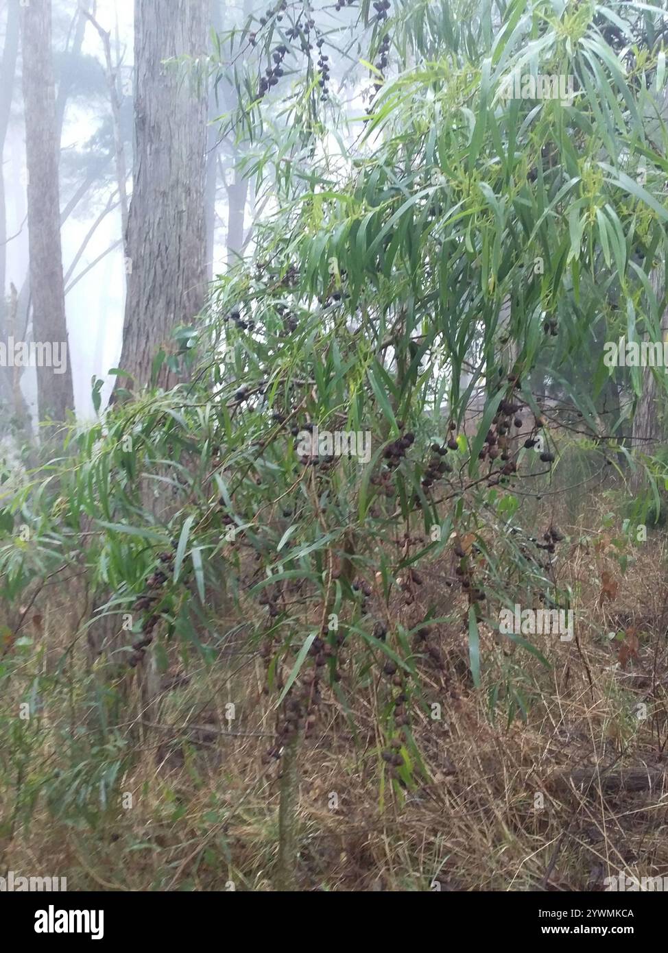 Longleaf Wattle Gall Wasp (Trichilogaster acaciaelongifoliae Stock ...