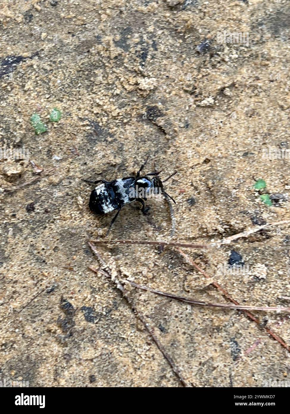 hairy rove beetle (Creophilus maxillosus Stock Photo - Alamy