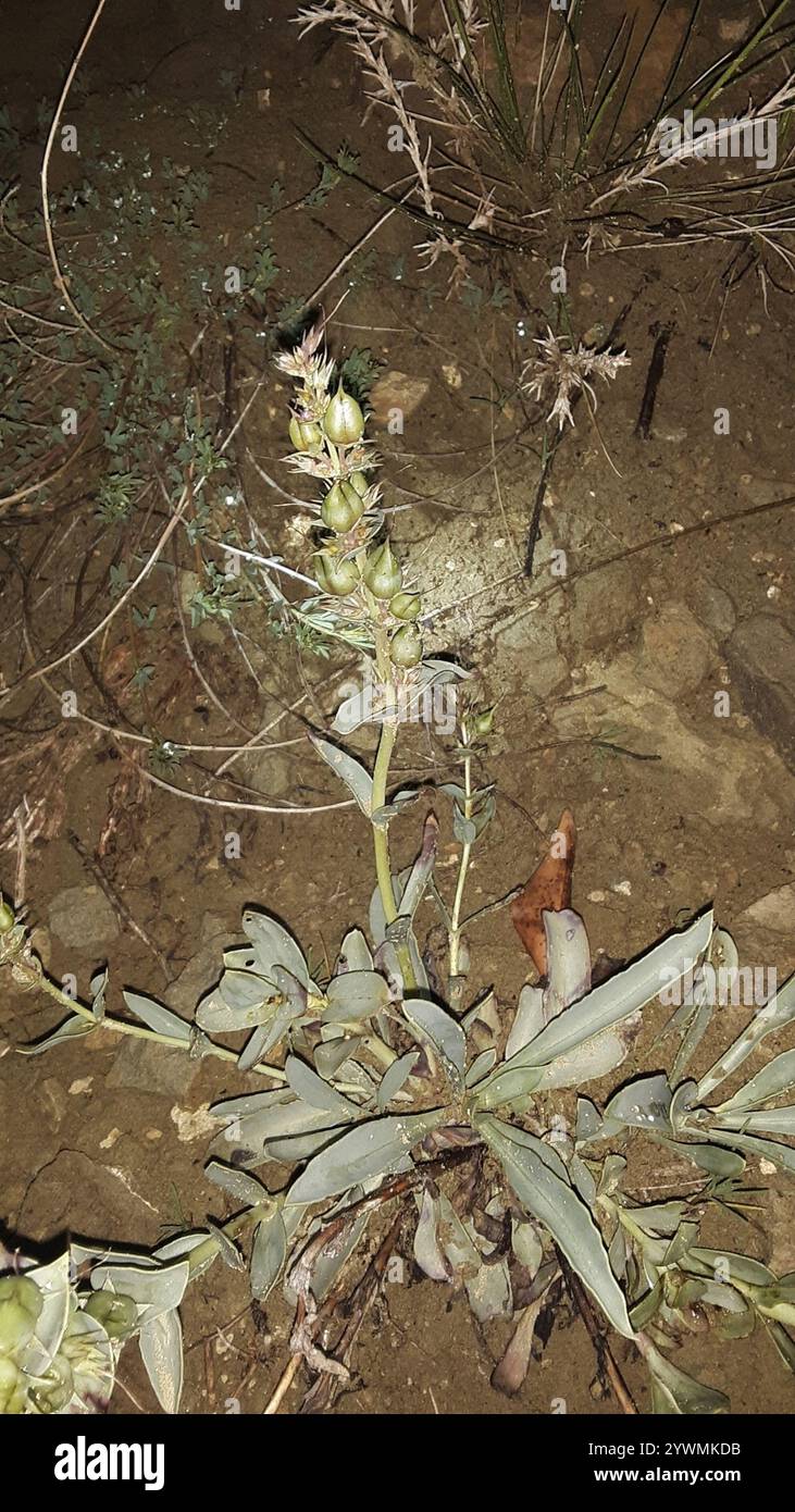 Wax-leaf Beardtongue (Penstemon nitidus Stock Photo - Alamy