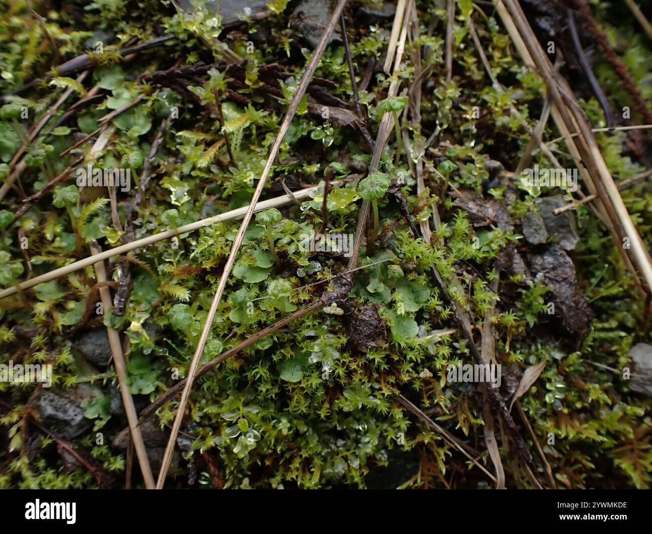 Thallose hi-res stock photography and images - Alamy