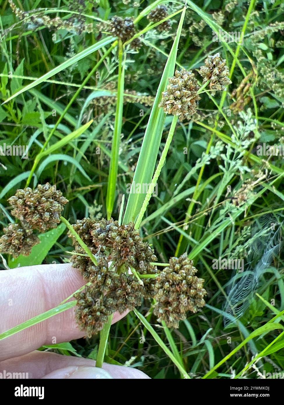 dark green bulrush (Scirpus atrovirens Stock Photo - Alamy