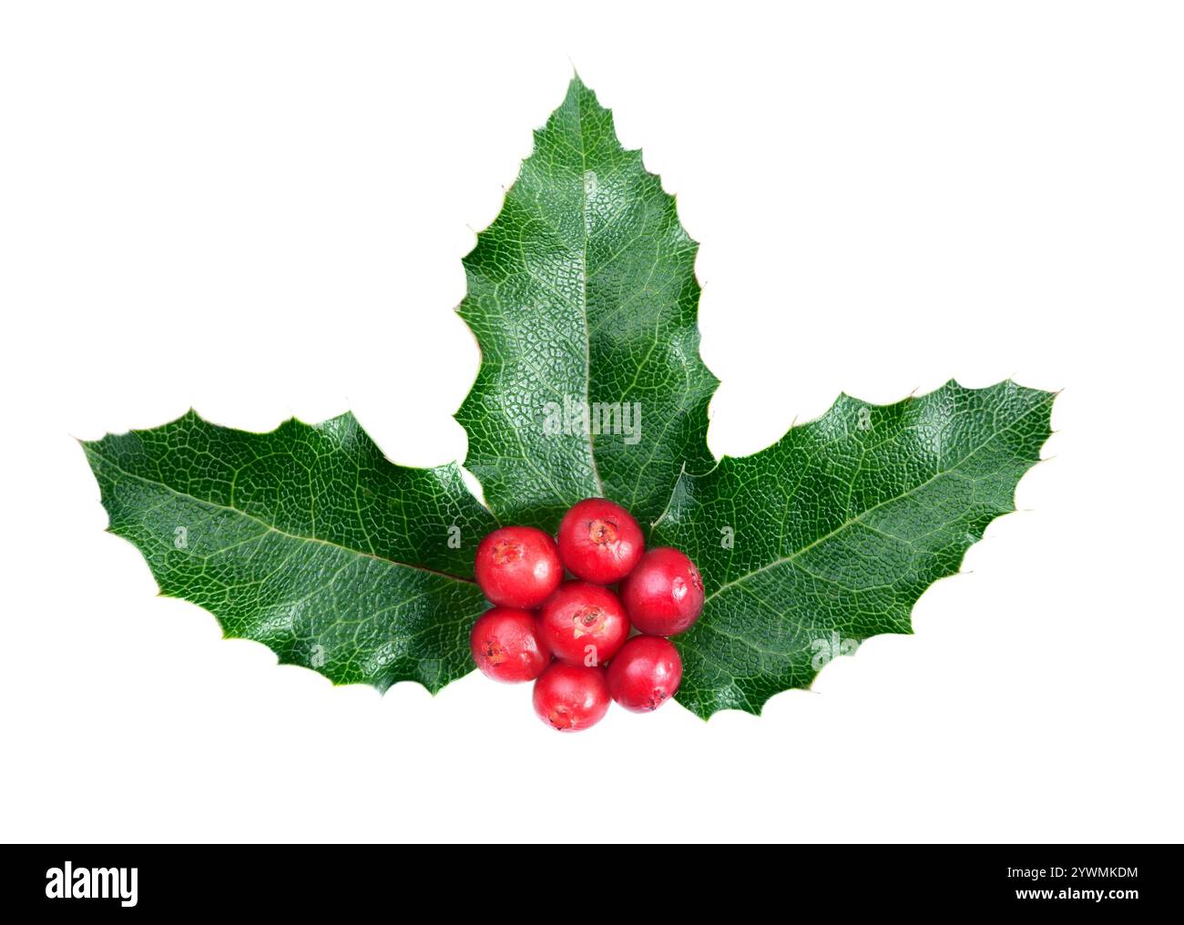 Holly leaves isolated on hi-res stock photography and images - Alamy