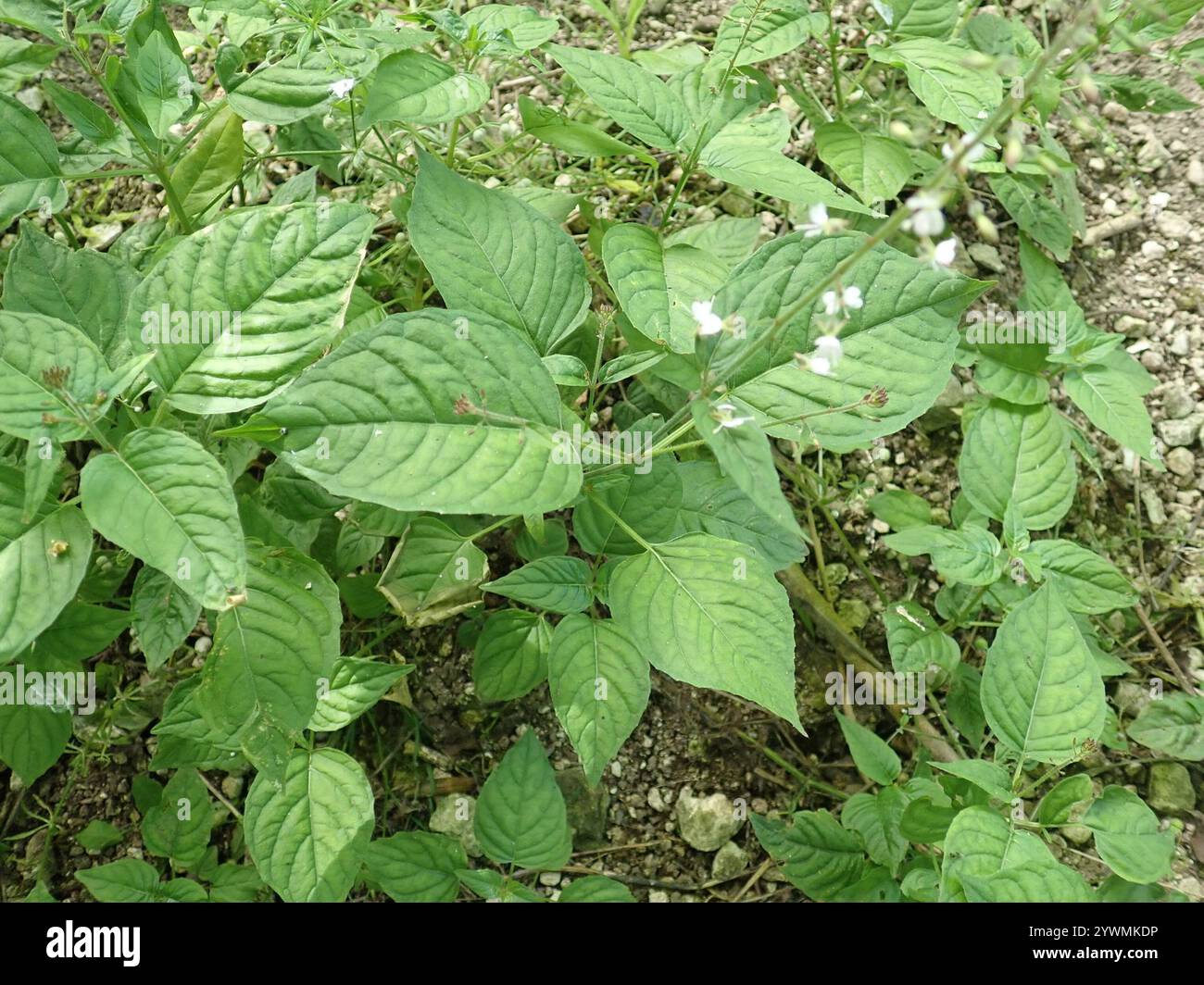 enchanter's-nightshade (Circaea lutetiana Stock Photo - Alamy