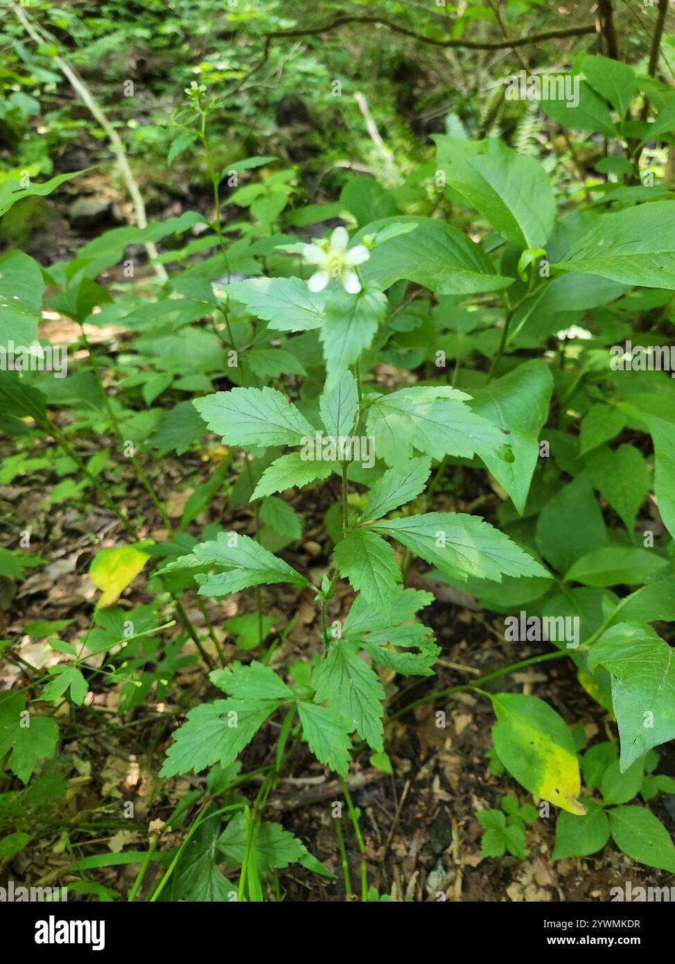 white avens (Geum canadense Stock Photo - Alamy