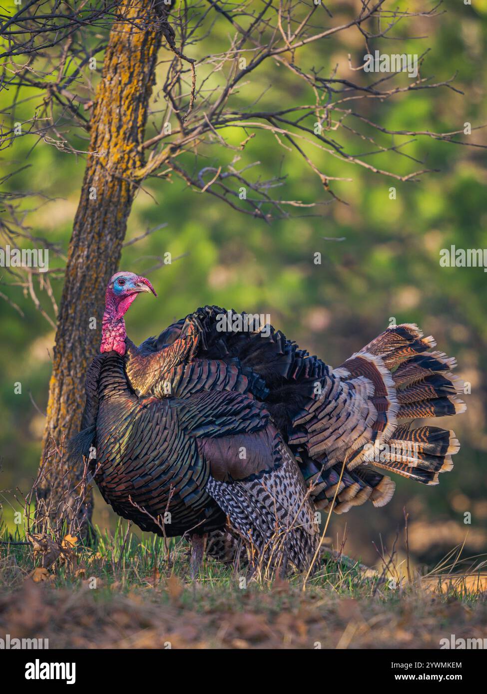 Hiking trophy hi-res stock photography and images - Alamy