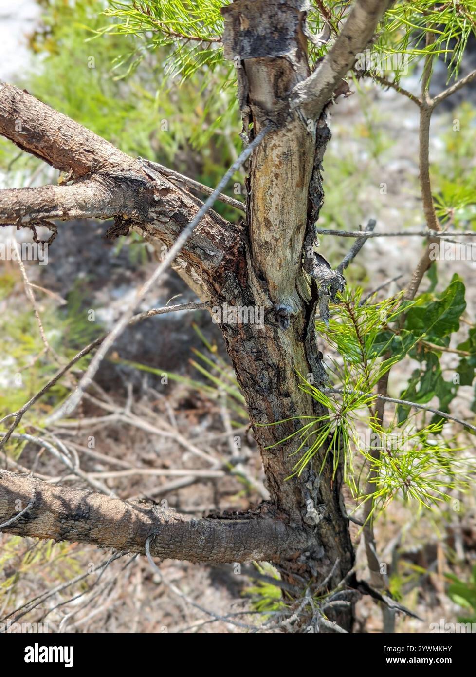 sand pine (Pinus clausa Stock Photo - Alamy