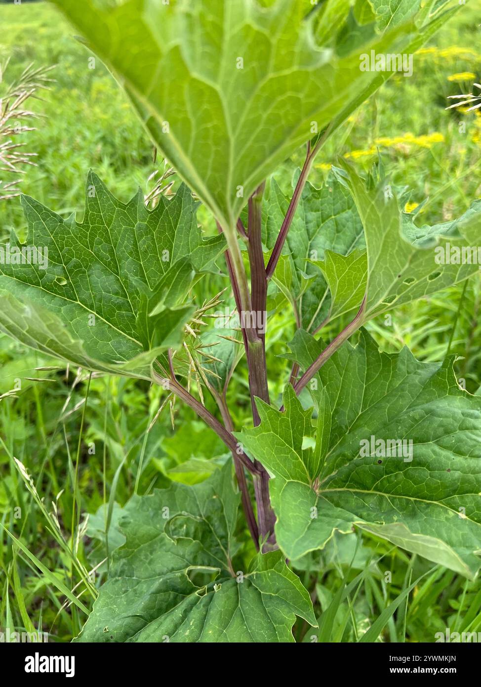 Atriplicifolium hi-res stock photography and images - Alamy