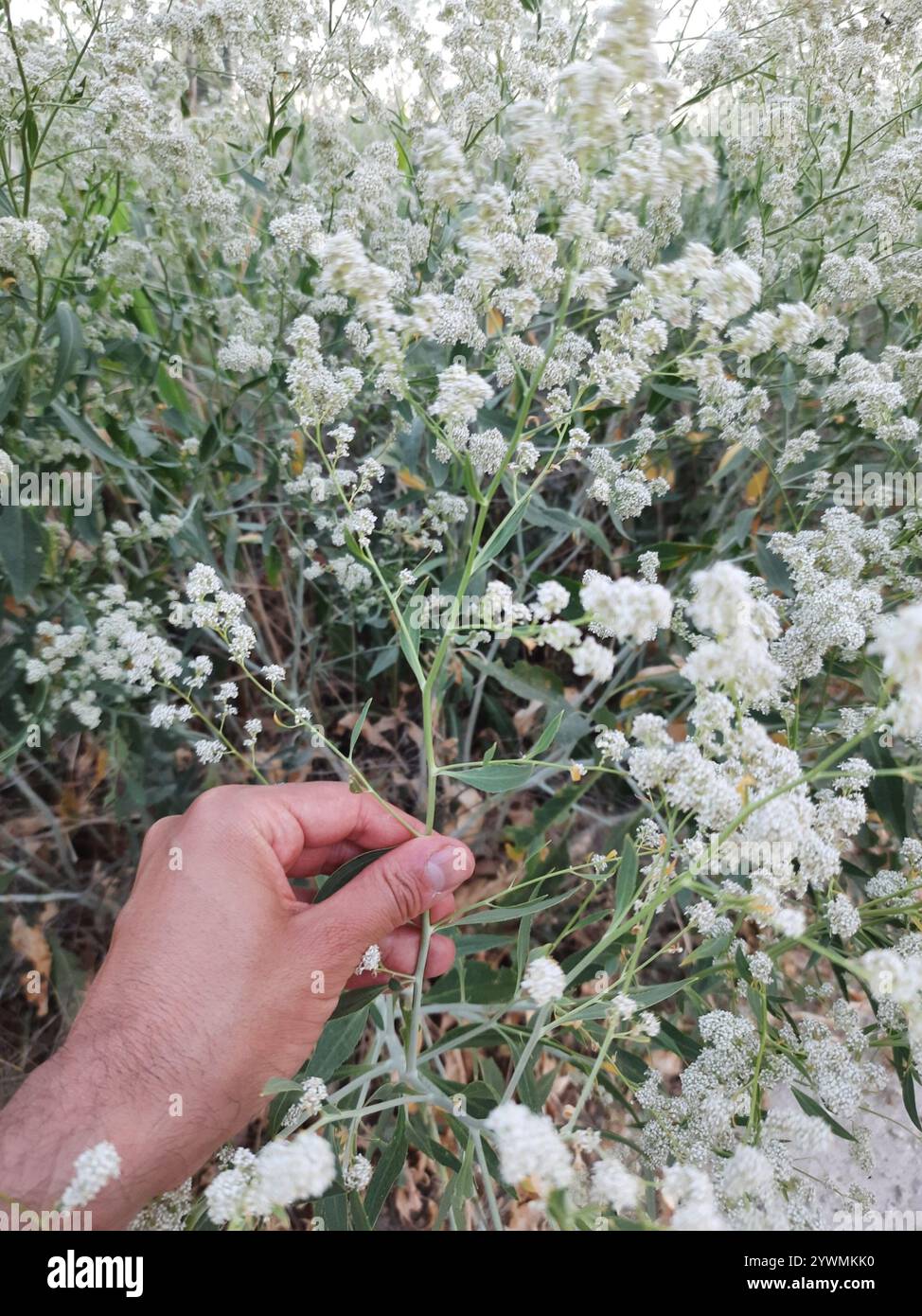 broadleaved pepperweed (Lepidium latifolium Stock Photo - Alamy