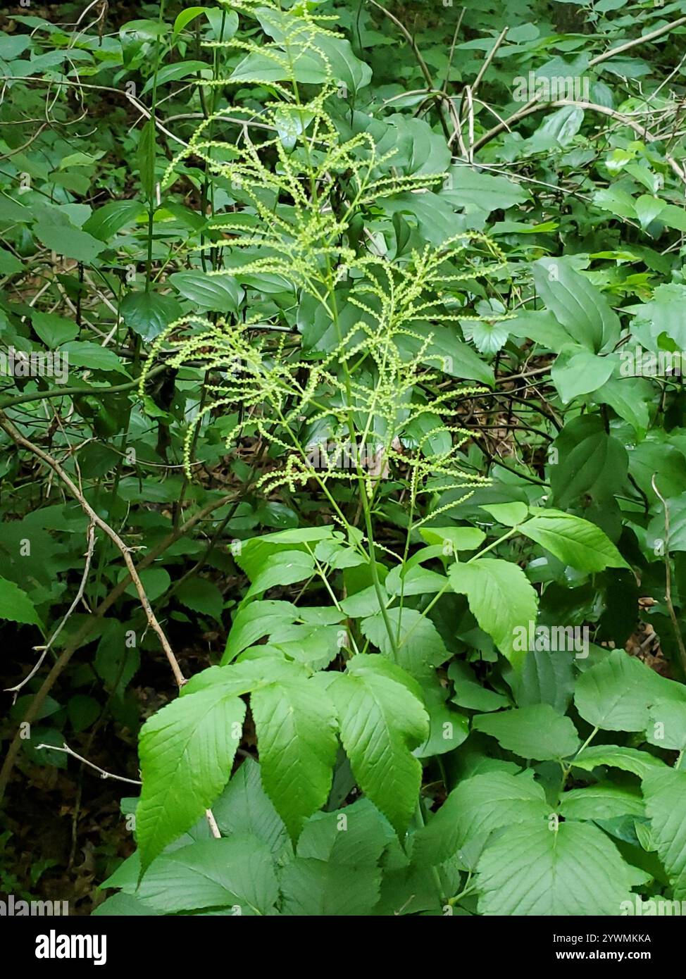 Goatsbeard (Aruncus dioicus Stock Photo - Alamy