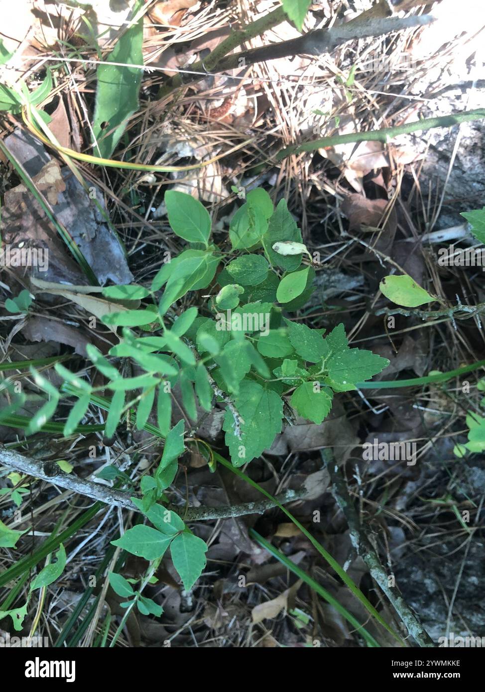 Carolina Vetch (Vicia caroliniana Stock Photo - Alamy