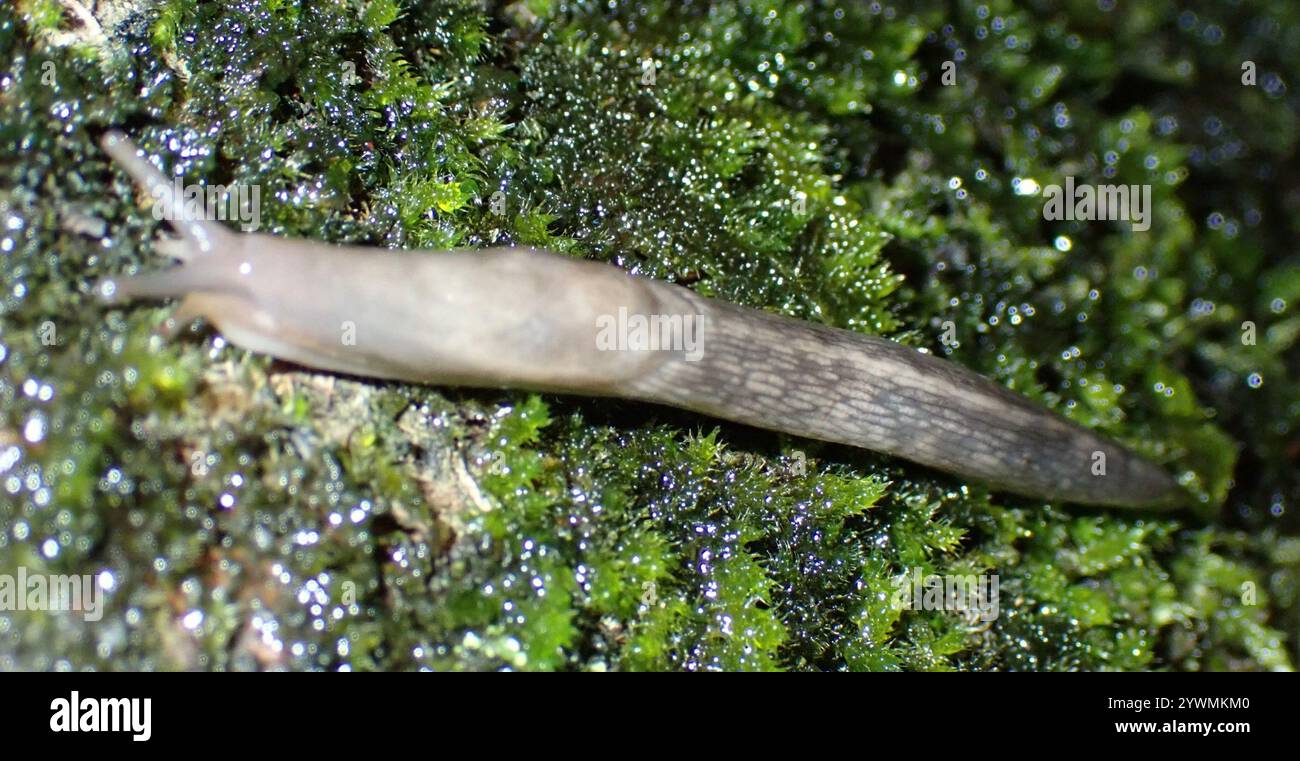 Tree slug (Lehmannia marginata Stock Photo - Alamy