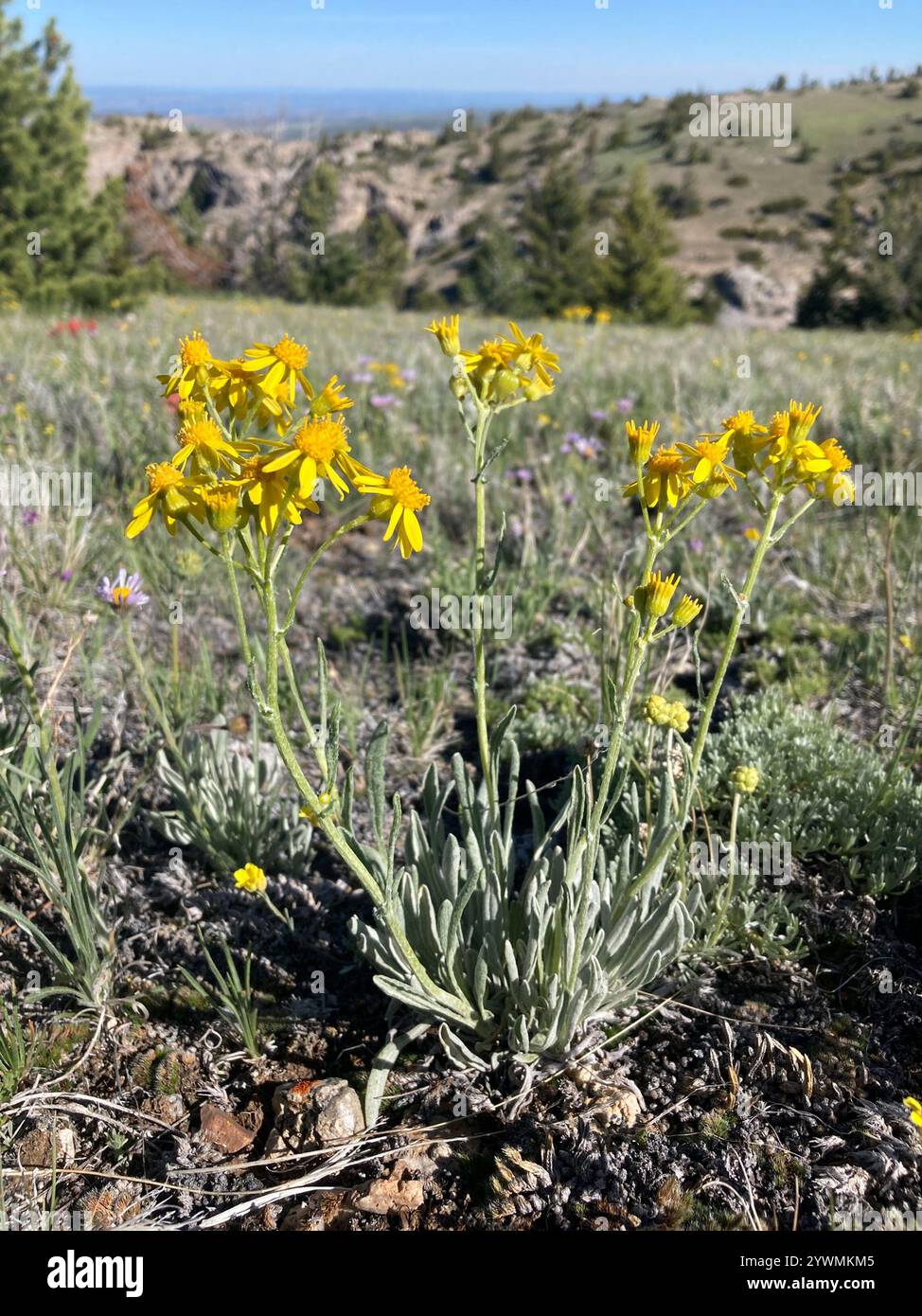 woolly groundsel (Packera cana Stock Photo - Alamy
