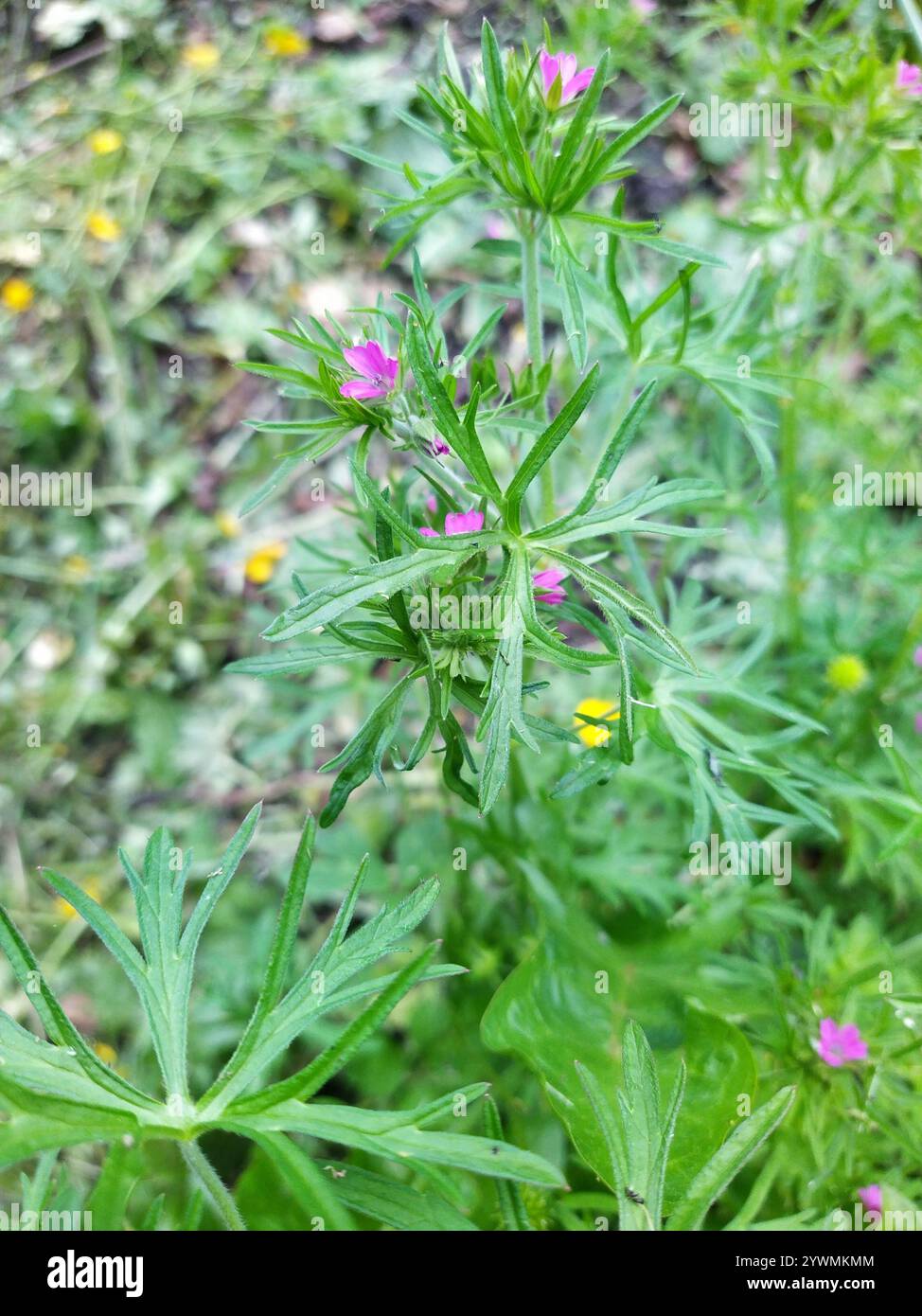 Cut-leaved crane's-bill (Geranium dissectum Stock Photo - Alamy