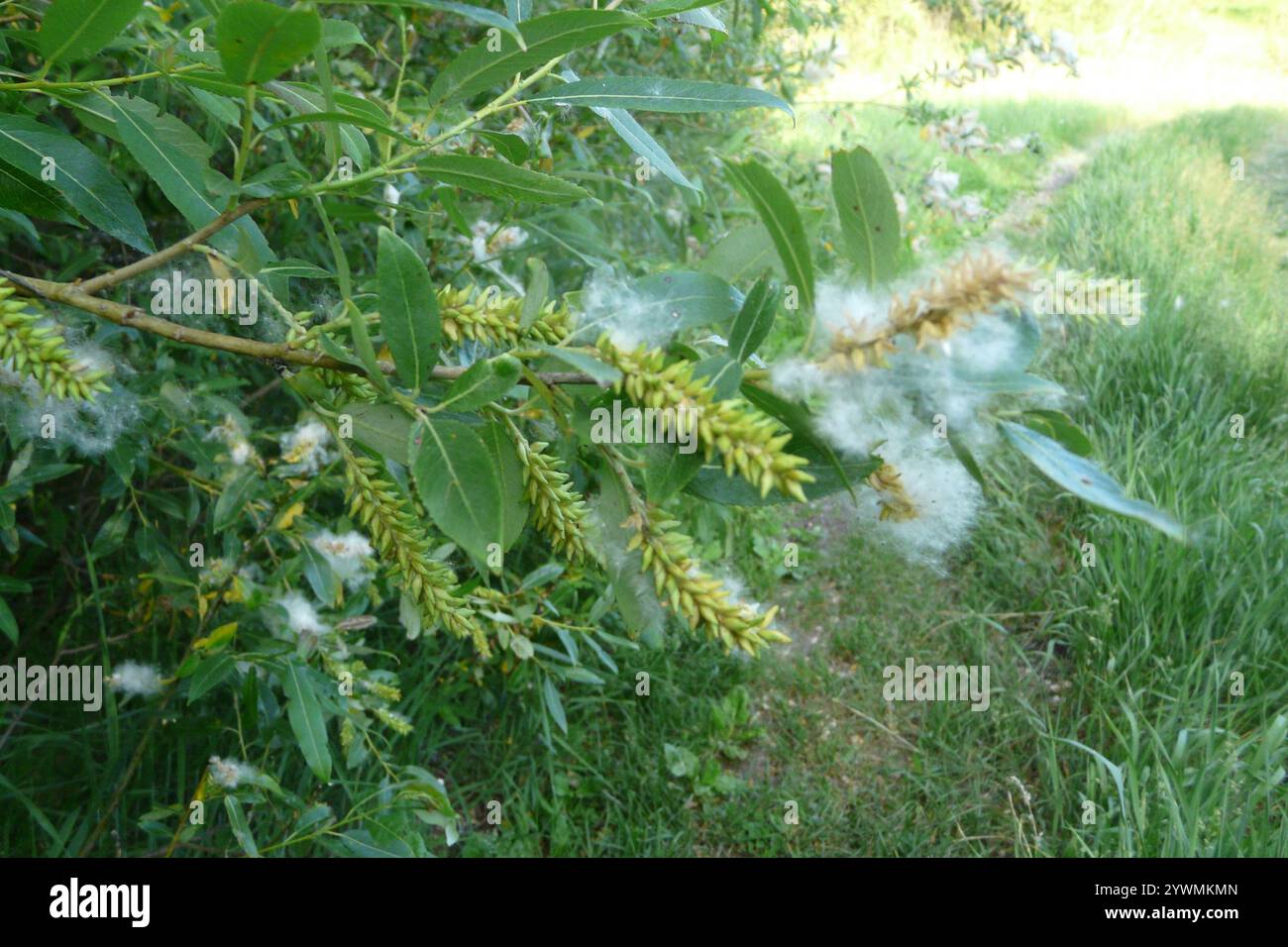 Almond Willow (Salix triandra Stock Photo - Alamy