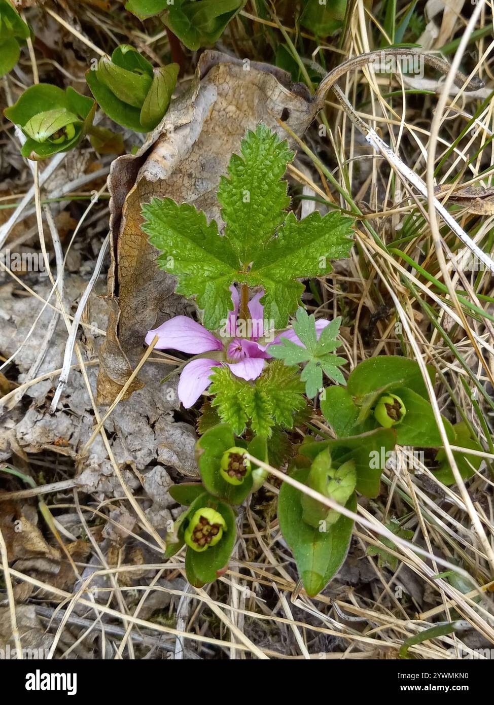 Arctic raspberry (Rubus arcticus Stock Photo - Alamy