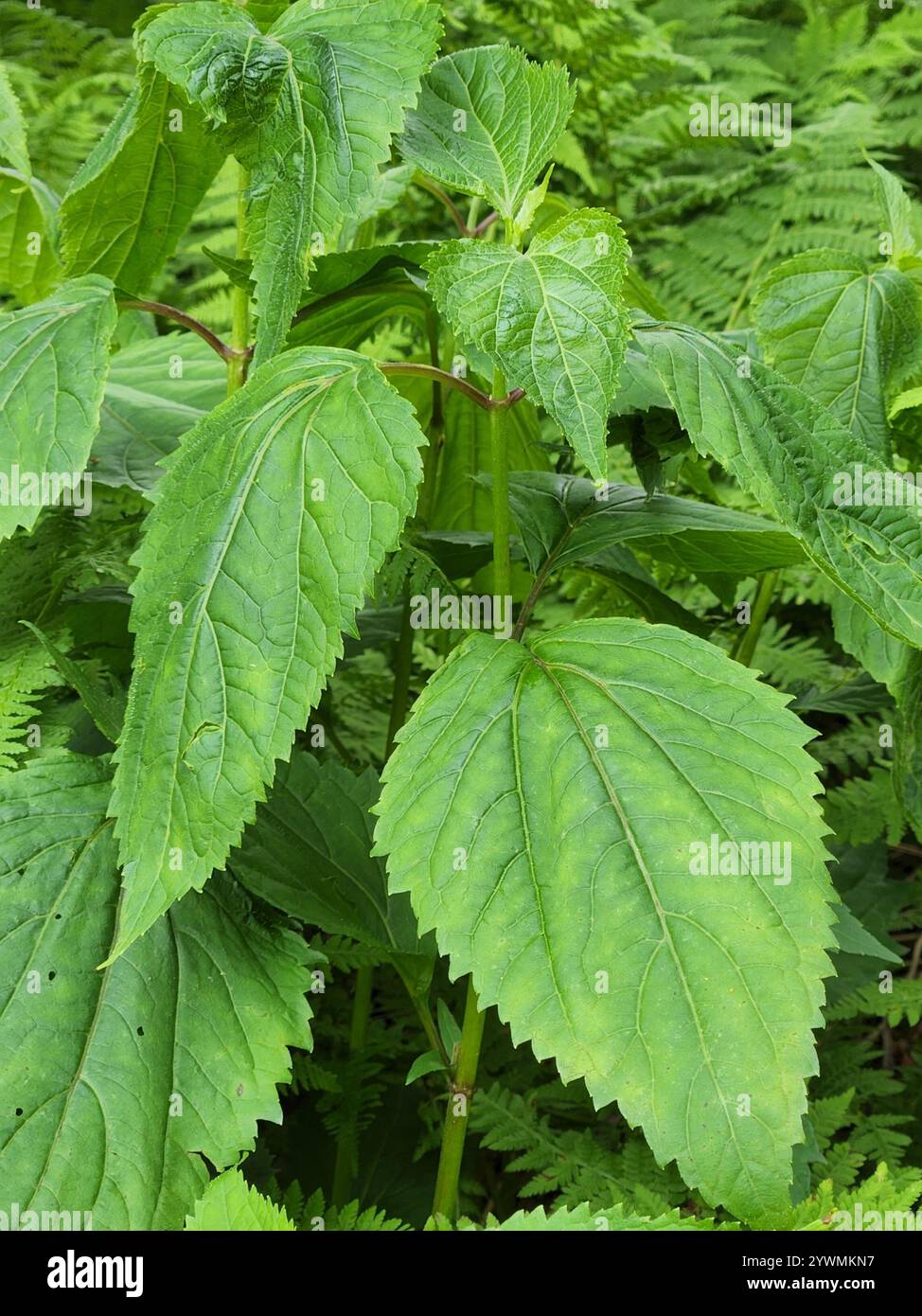wood nettle (Laportea canadensis Stock Photo - Alamy