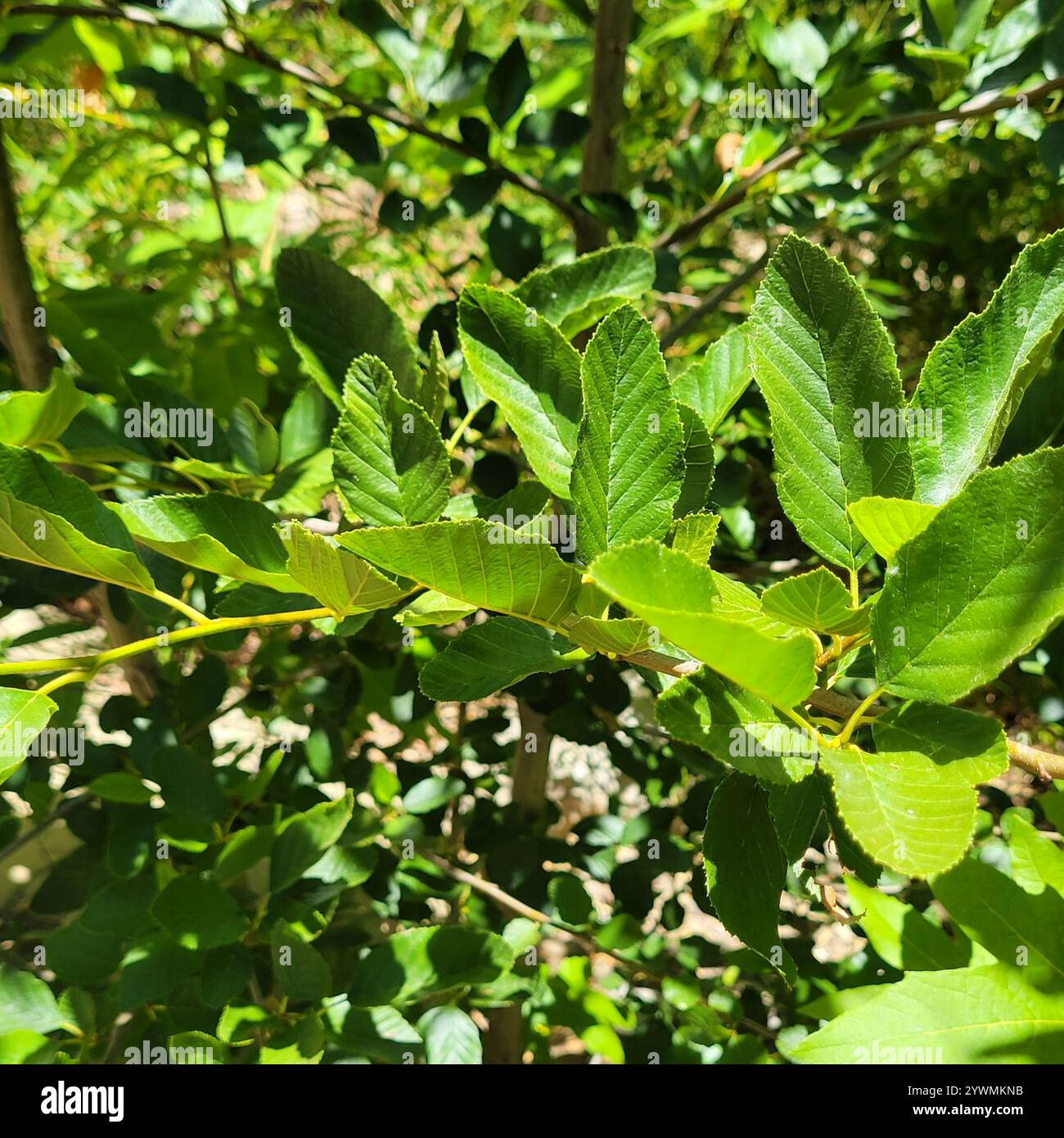 white alder (Alnus rhombifolia Stock Photo - Alamy