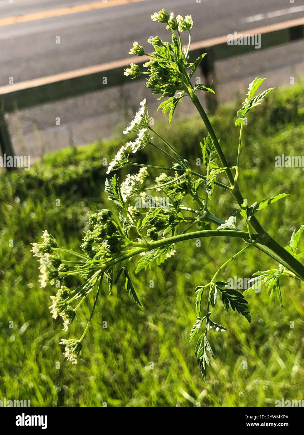 poison hemlock (Conium maculatum Stock Photo - Alamy
