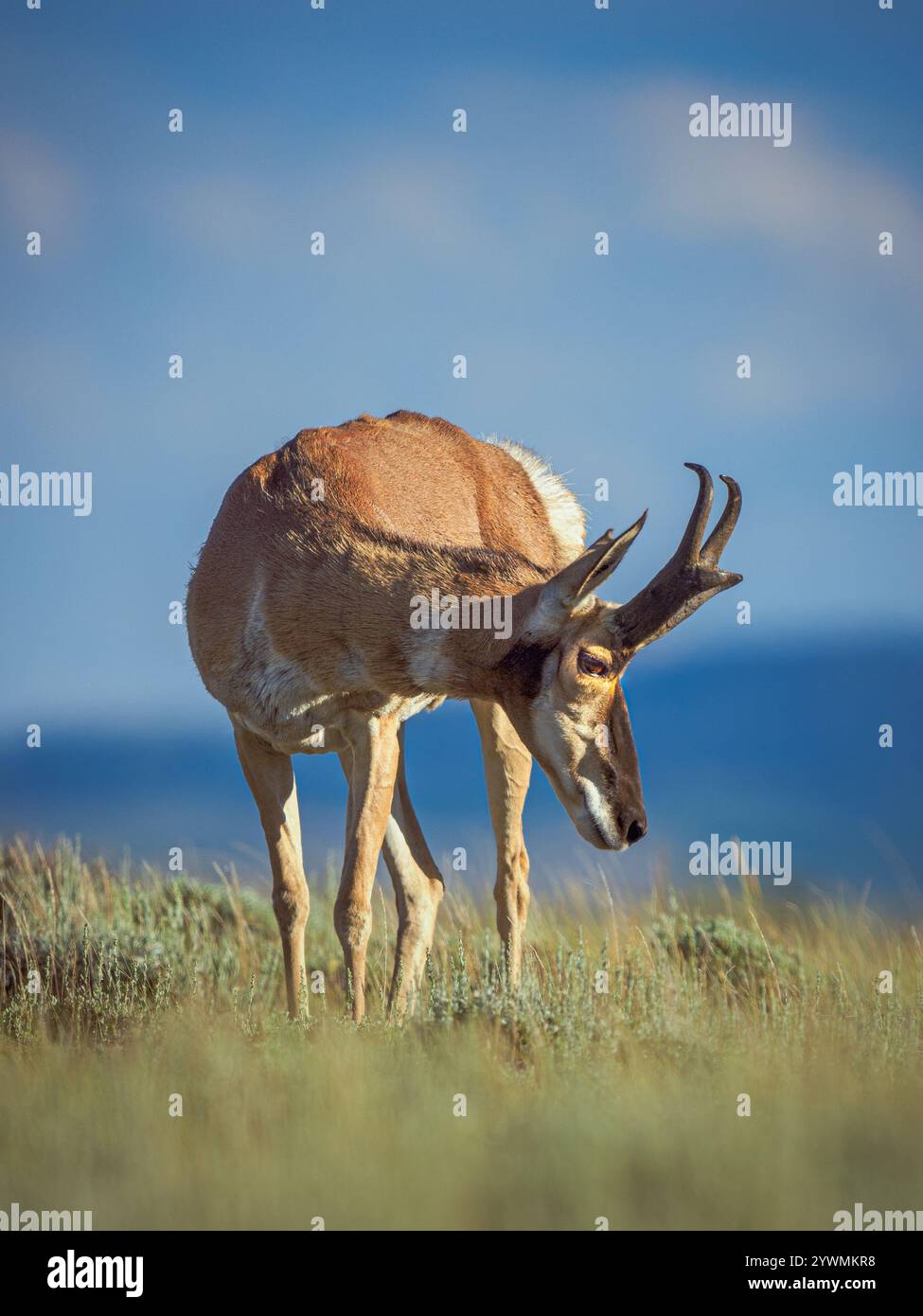 big pronghorn antelope buck walking in the prairie Stock Photo - Alamy