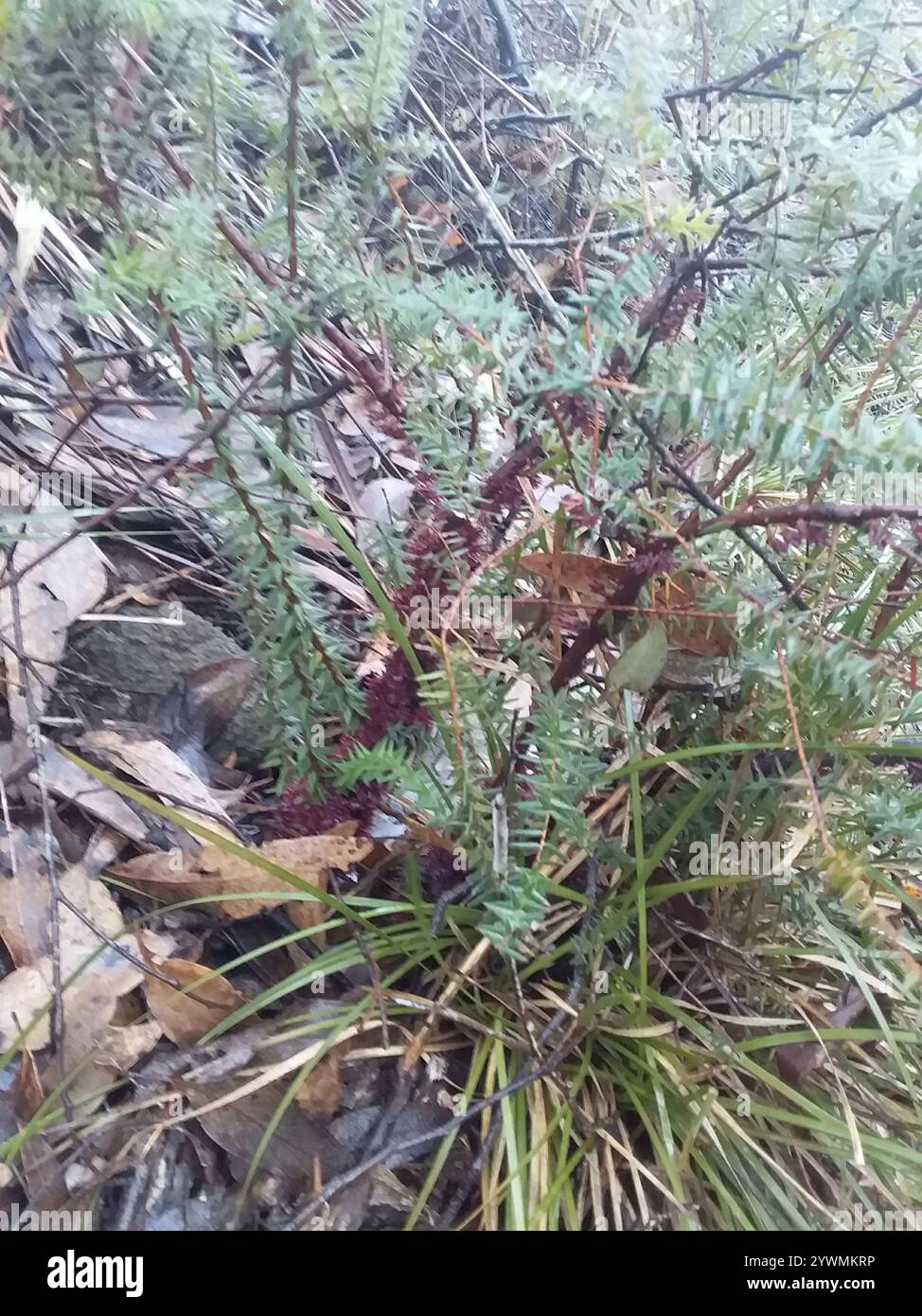 Mount Lofty Ground-berry (Acrotriche fasciculiflora Stock Photo - Alamy