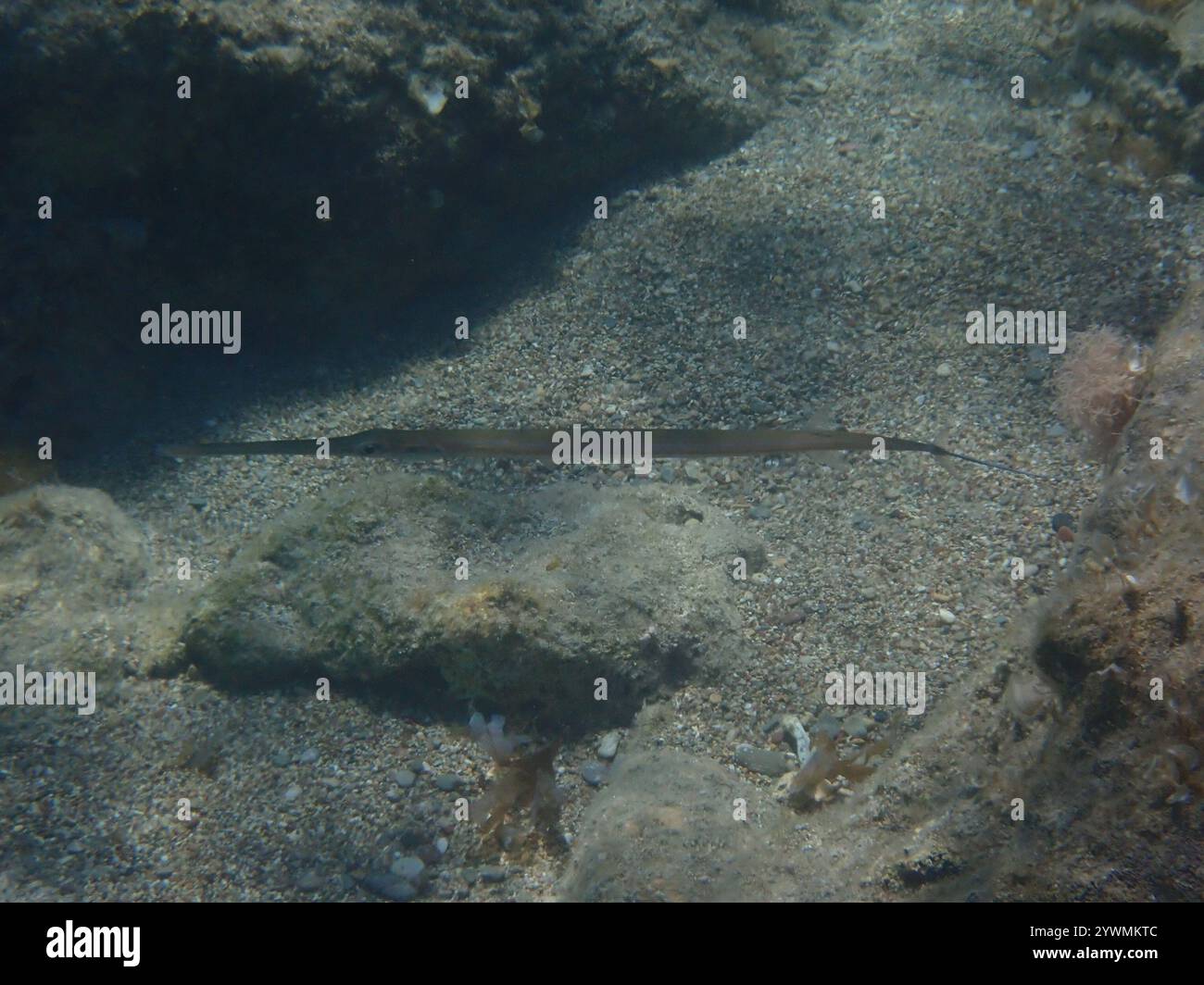 Blue-spotted Cornetfish (Fistularia commersonii Stock Photo - Alamy