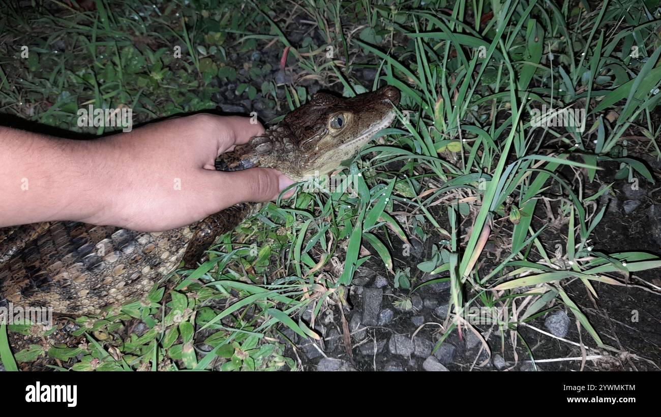 Brown Caiman (Caiman crocodilus fuscus Stock Photo - Alamy