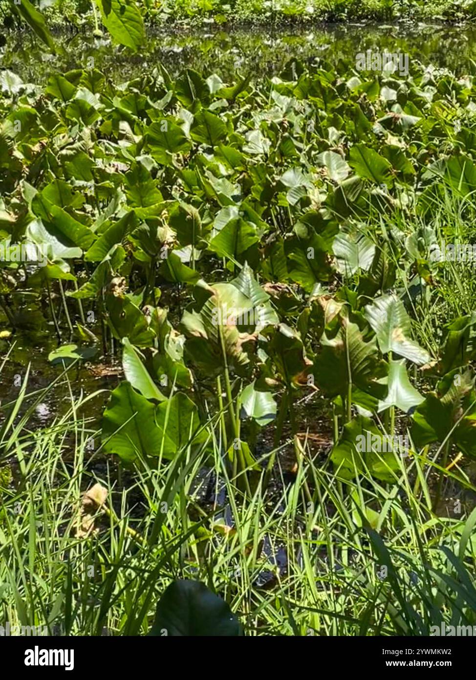 spatterdock (Nuphar advena Stock Photo - Alamy