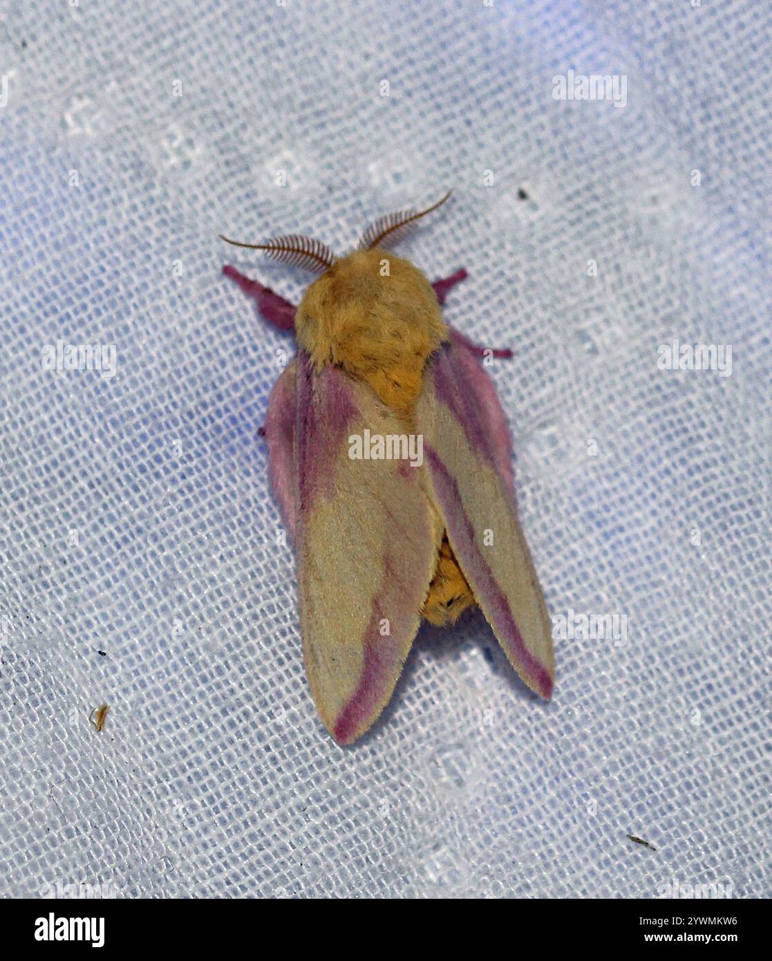 Rosy maple moth hi-res stock photography and images - Alamy