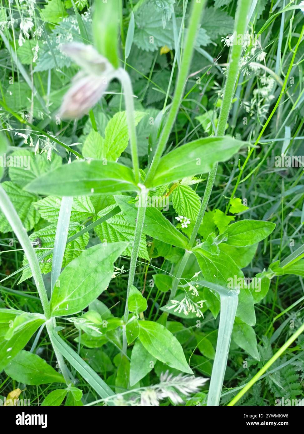 evening lychnis (Silene latifolia alba Stock Photo - Alamy