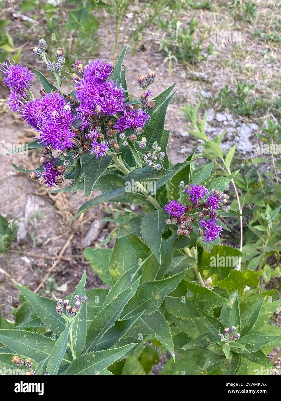 Western Ironweed (Vernonia baldwinii Stock Photo - Alamy