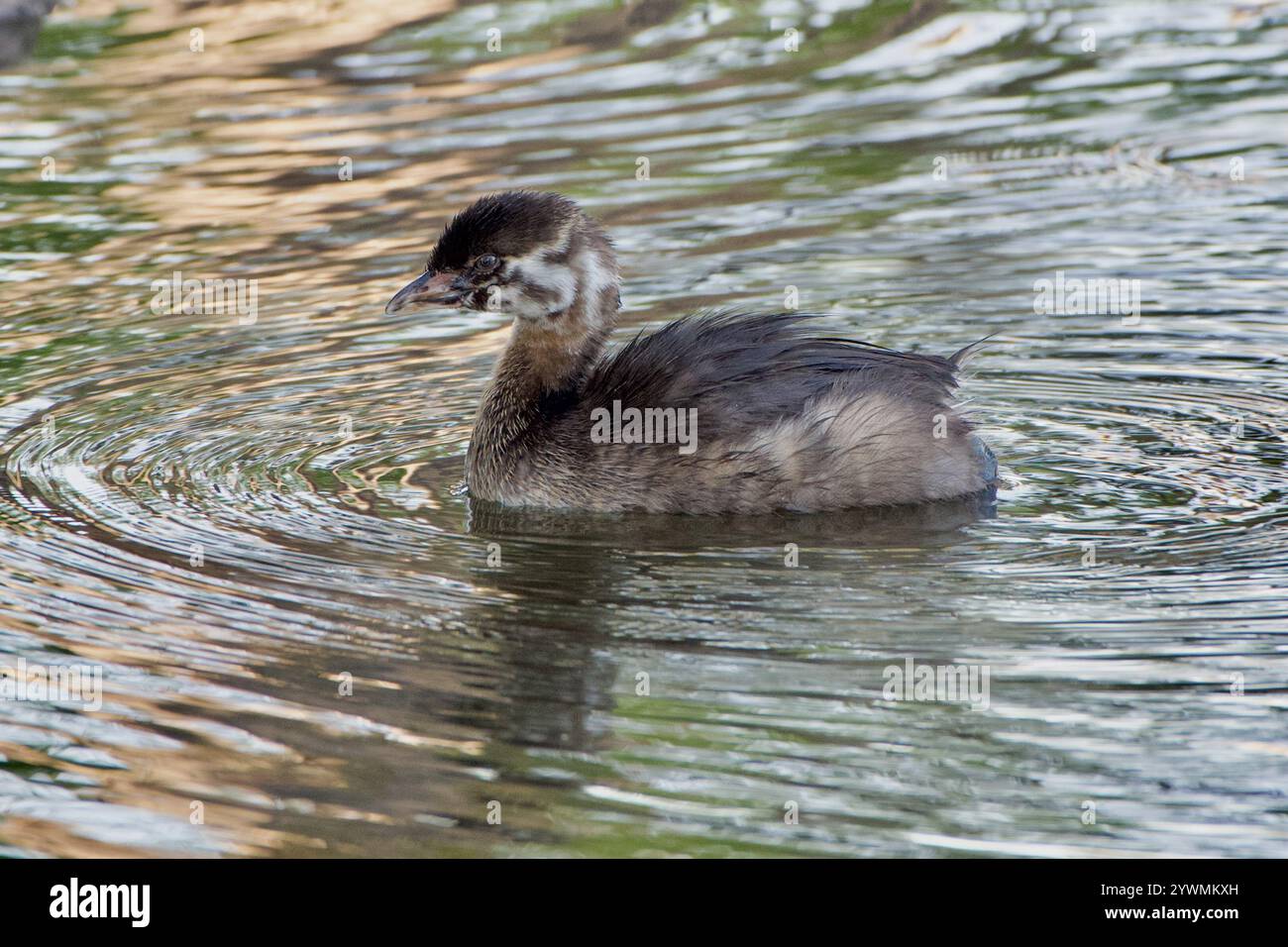 Pied-billed Grebe (Podilymbus podiceps Stock Photo - Alamy