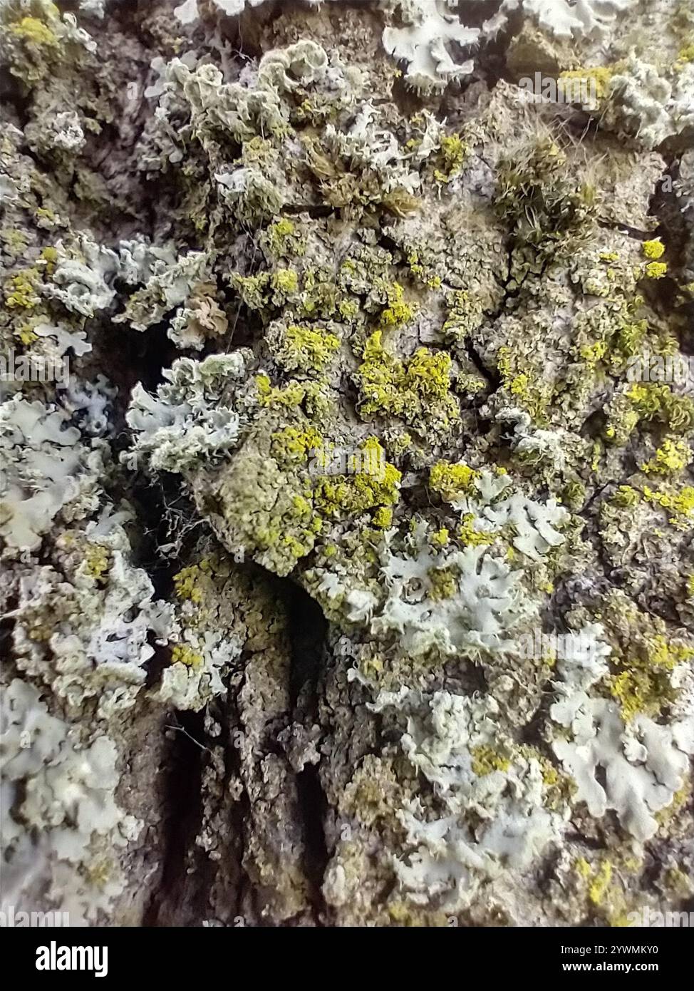 Candleflame Lichen (Candelaria concolor Stock Photo - Alamy
