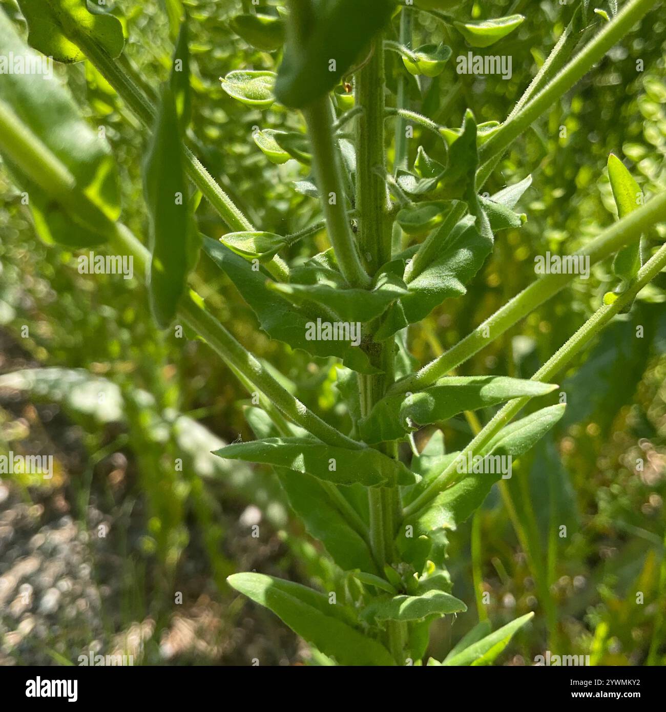 field peppergrass (Lepidium campestre Stock Photo - Alamy