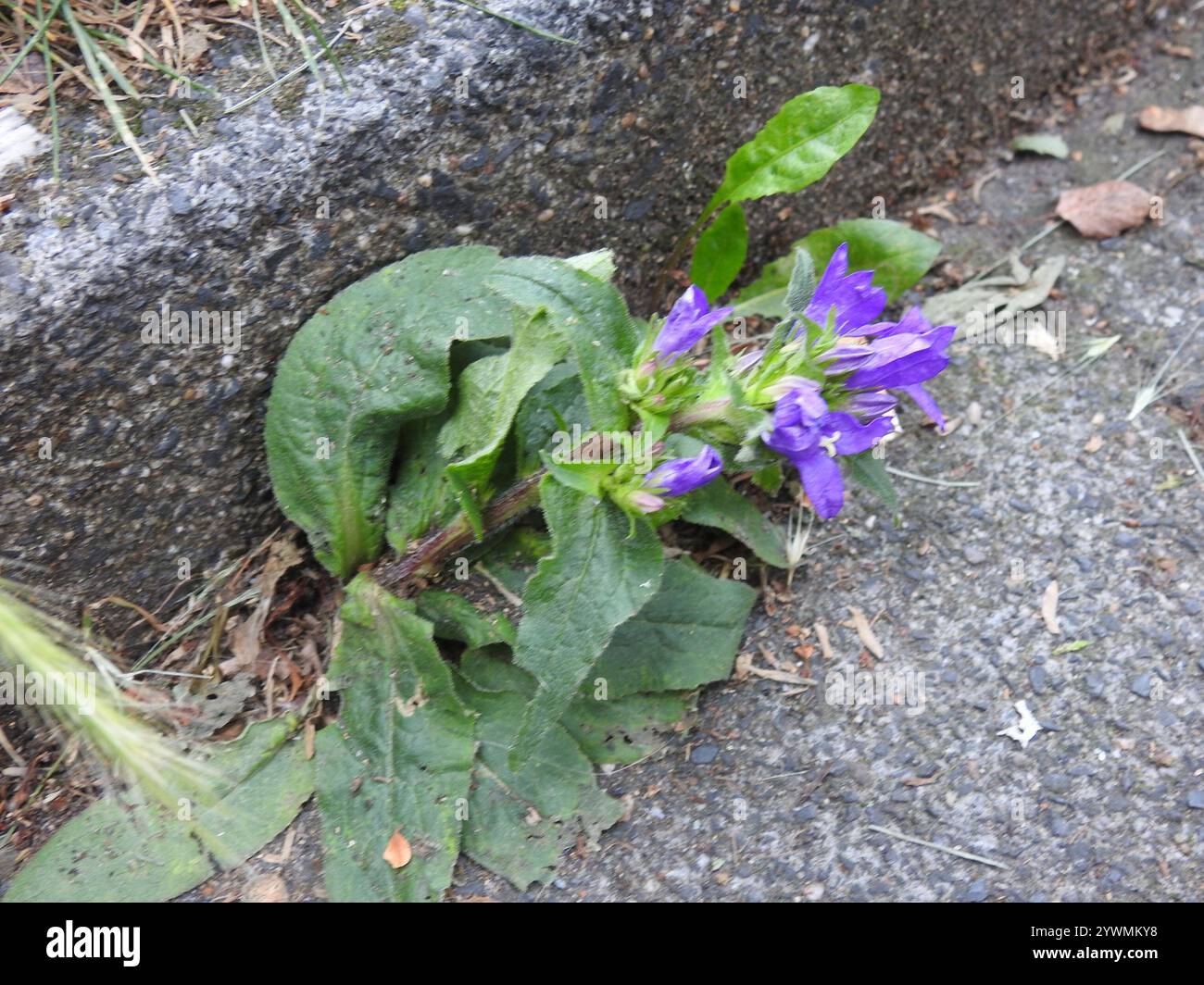 clustered bellflower (Campanula glomerata Stock Photo - Alamy