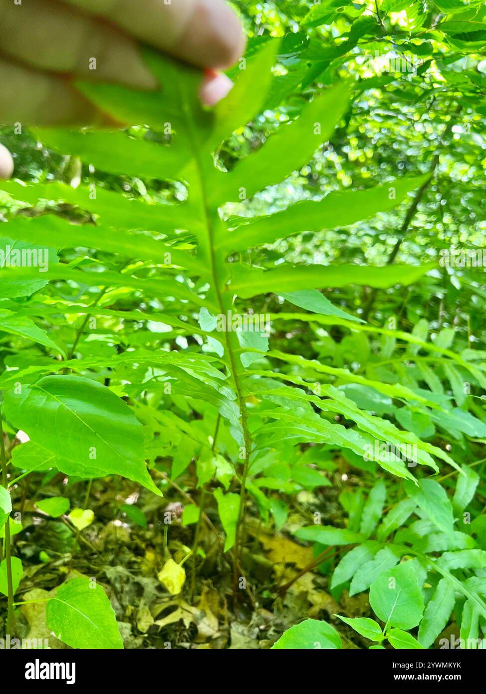 netted chain fern (Woodwardia areolata Stock Photo - Alamy
