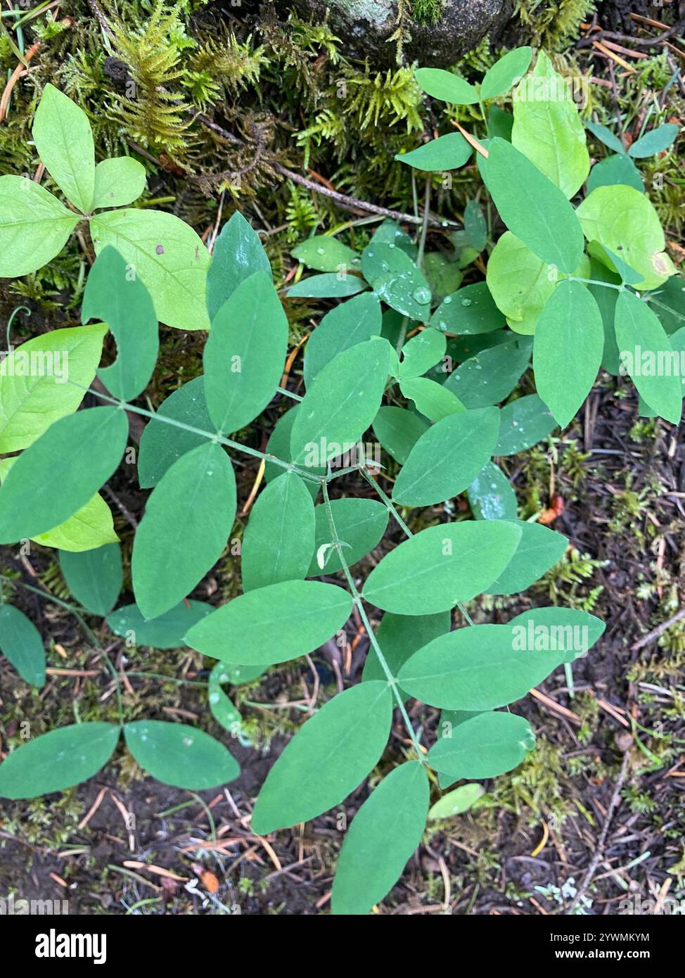 Sierra Nevada Peavine (Lathyrus nevadensis Stock Photo - Alamy