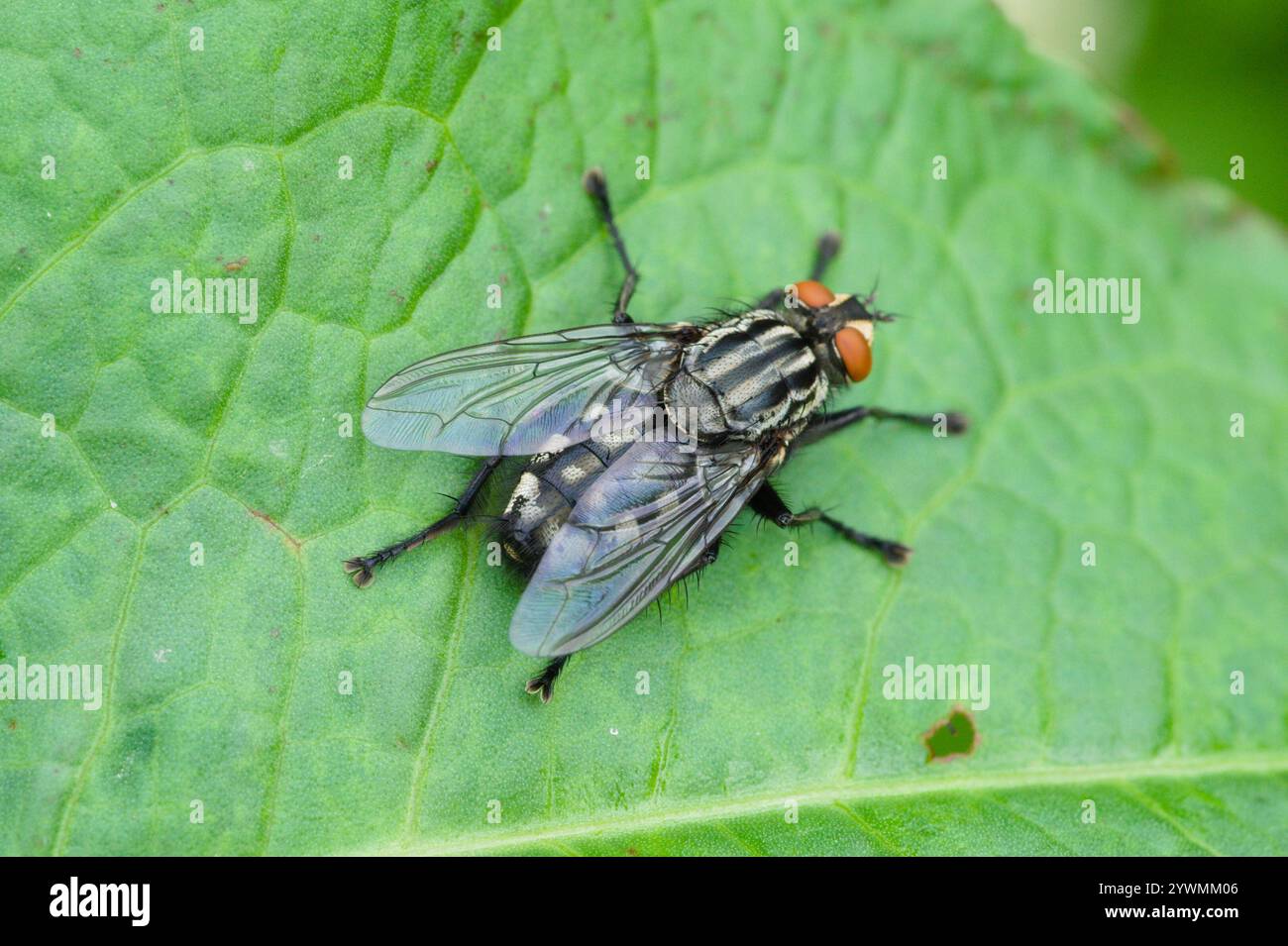 Common Flesh Flies (Sarcophaga Stock Photo - Alamy