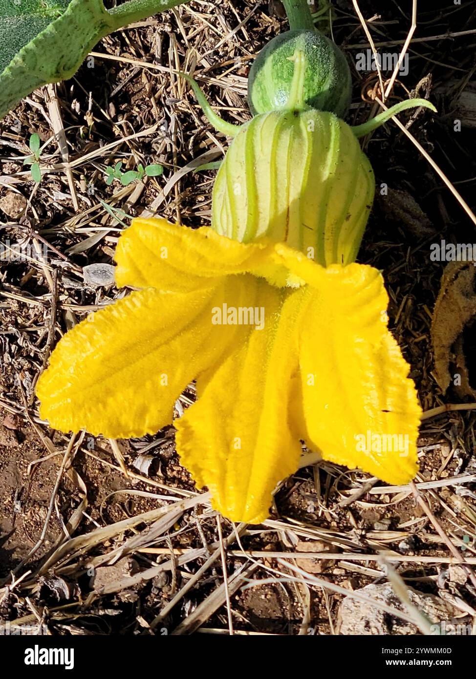 Buffalo gourd hi-res stock photography and images - Alamy