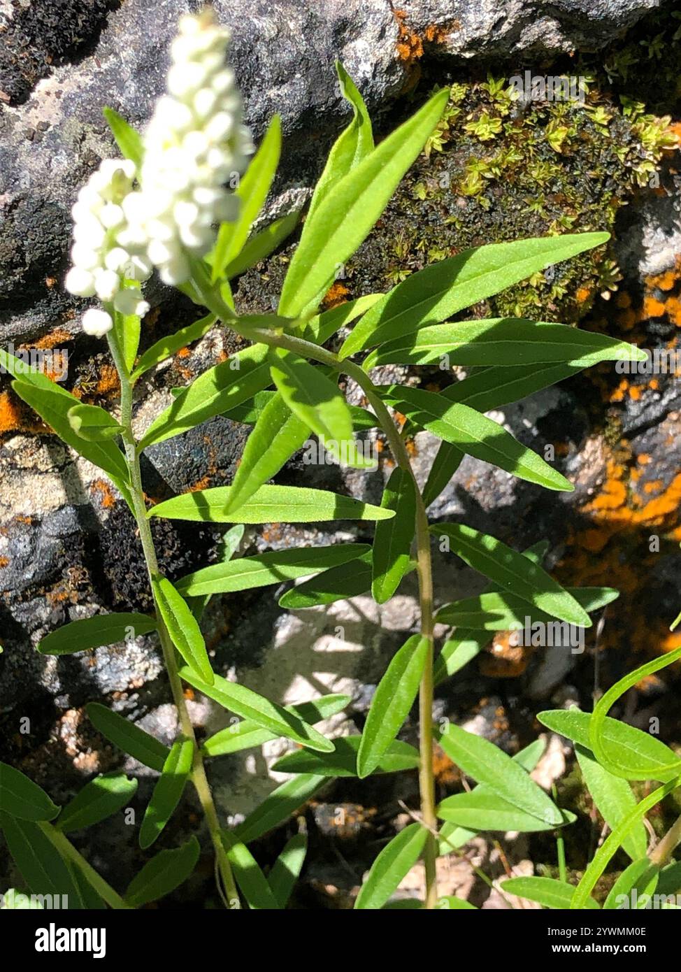 Seneca snakeroot (Senega officinalis Stock Photo - Alamy