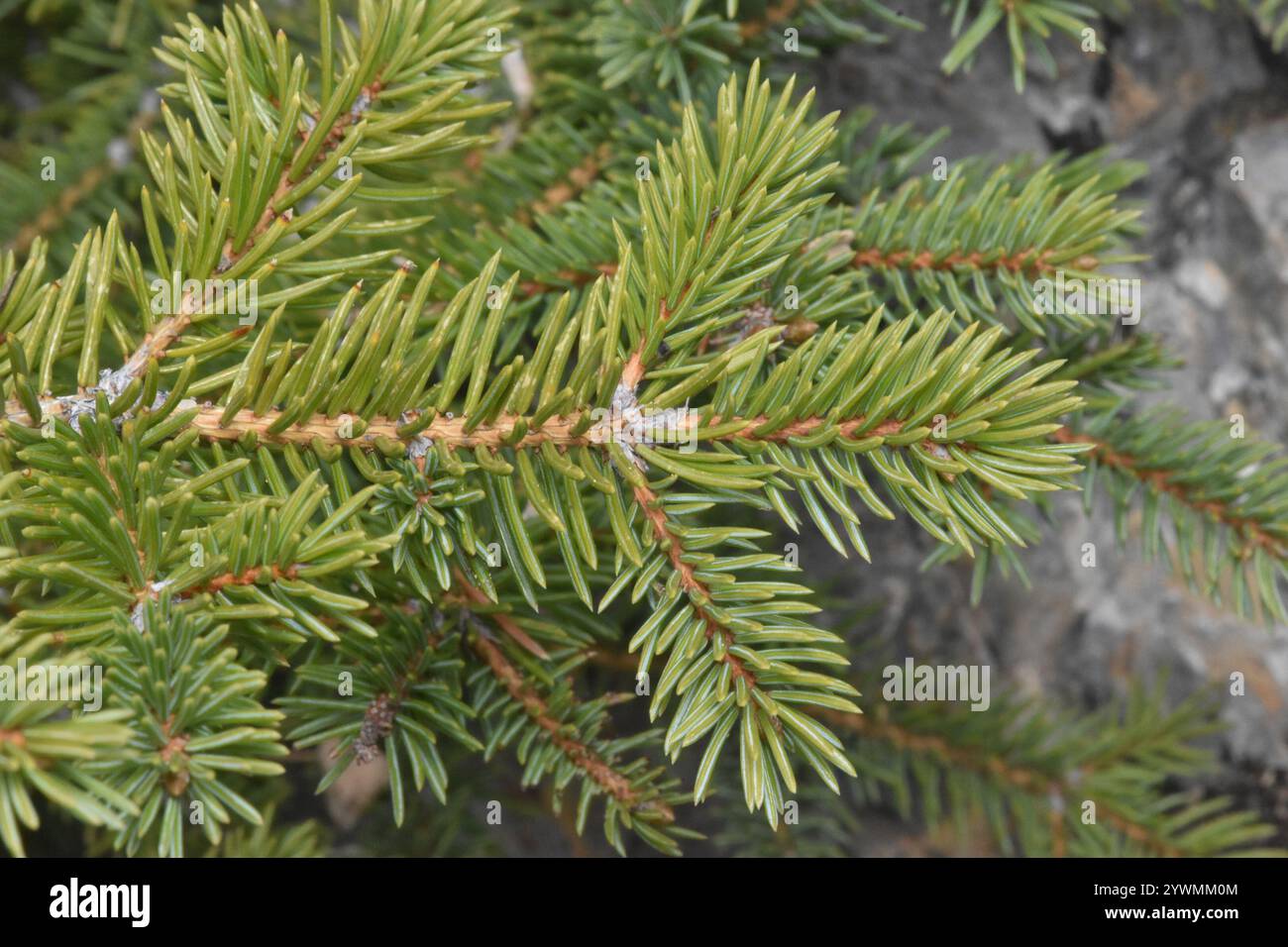 white spruce (Picea glauca Stock Photo - Alamy