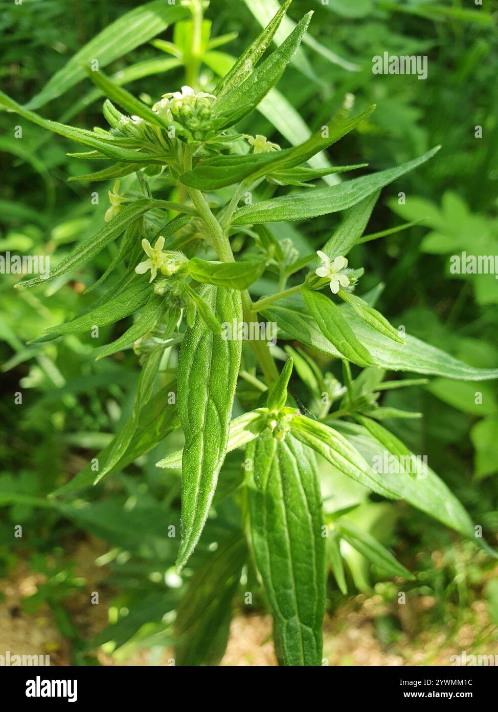 Common Gromwell (Lithospermum officinale Stock Photo - Alamy