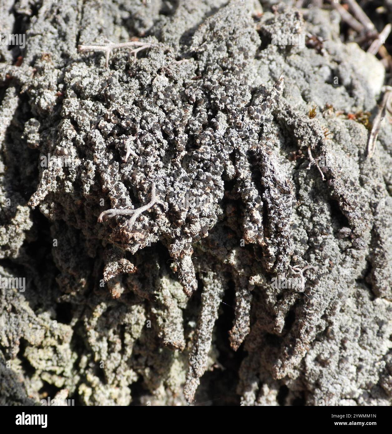 Granular Mottled-disk Lichen (Trapeliopsis granulosa Stock Photo - Alamy