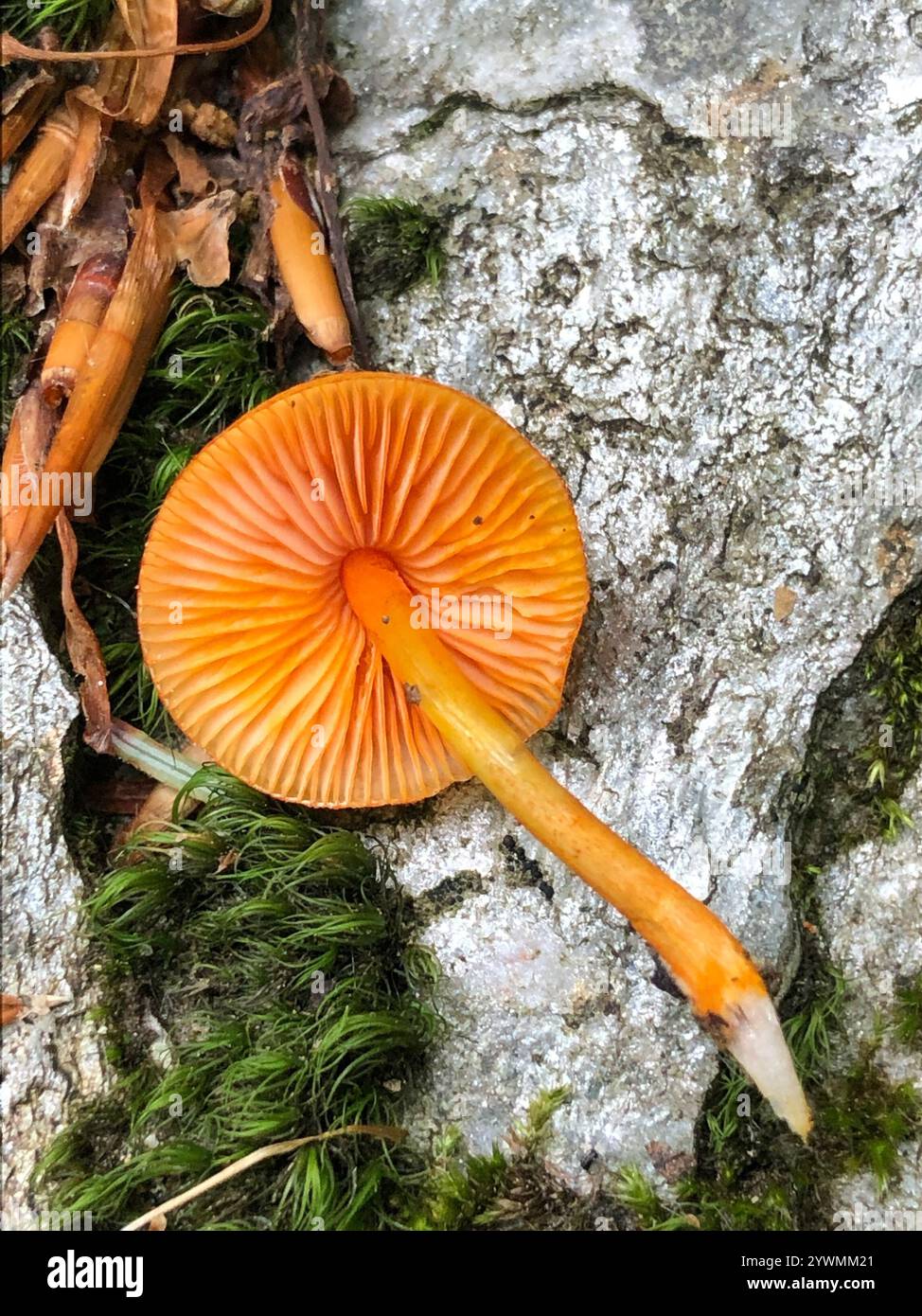 orange mycena (Mycena leaiana Stock Photo - Alamy